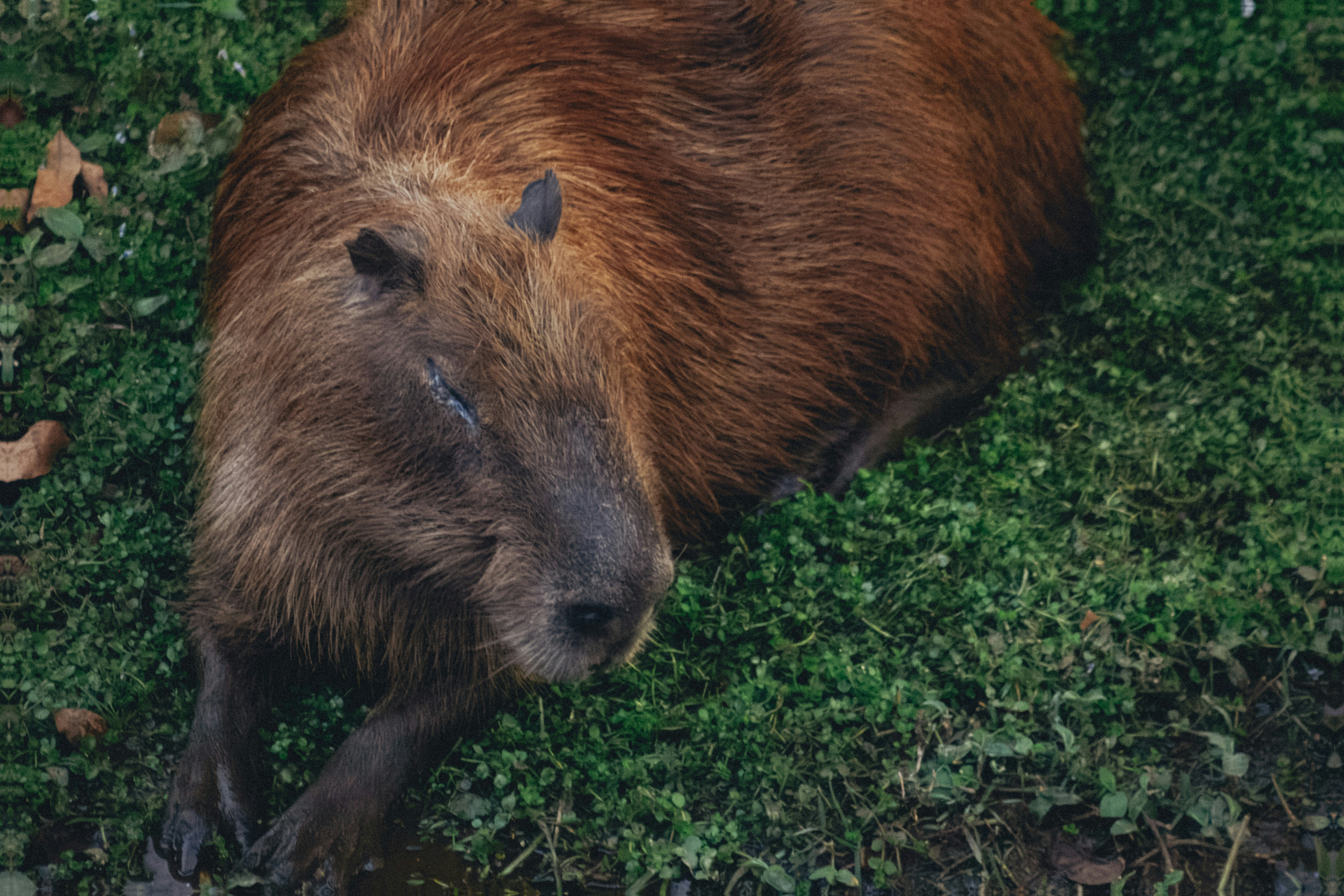 Herded in Green Quiet: A Capyarn of the Forest