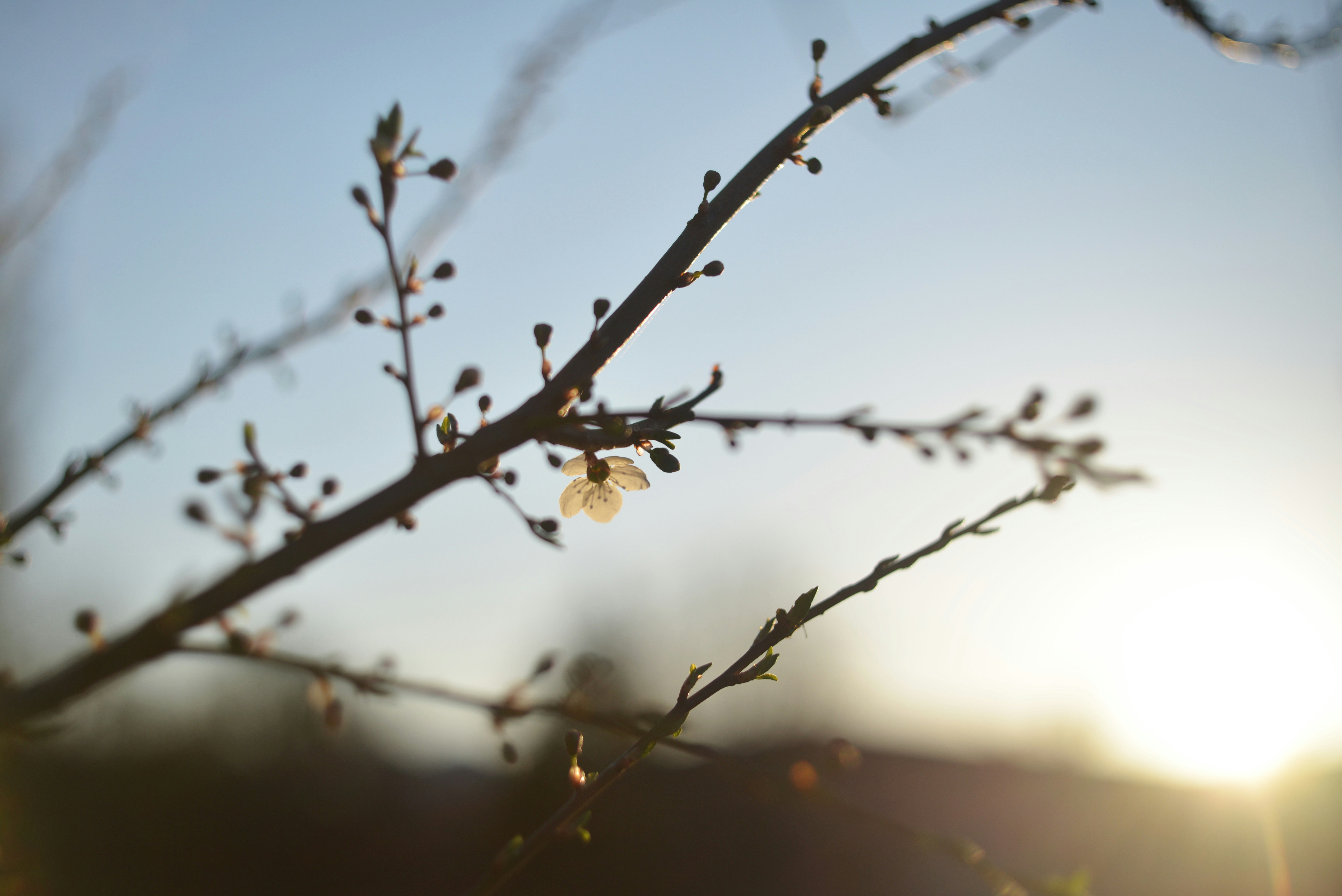 Close-up of a budding blossom against a hazy sunset backdrop