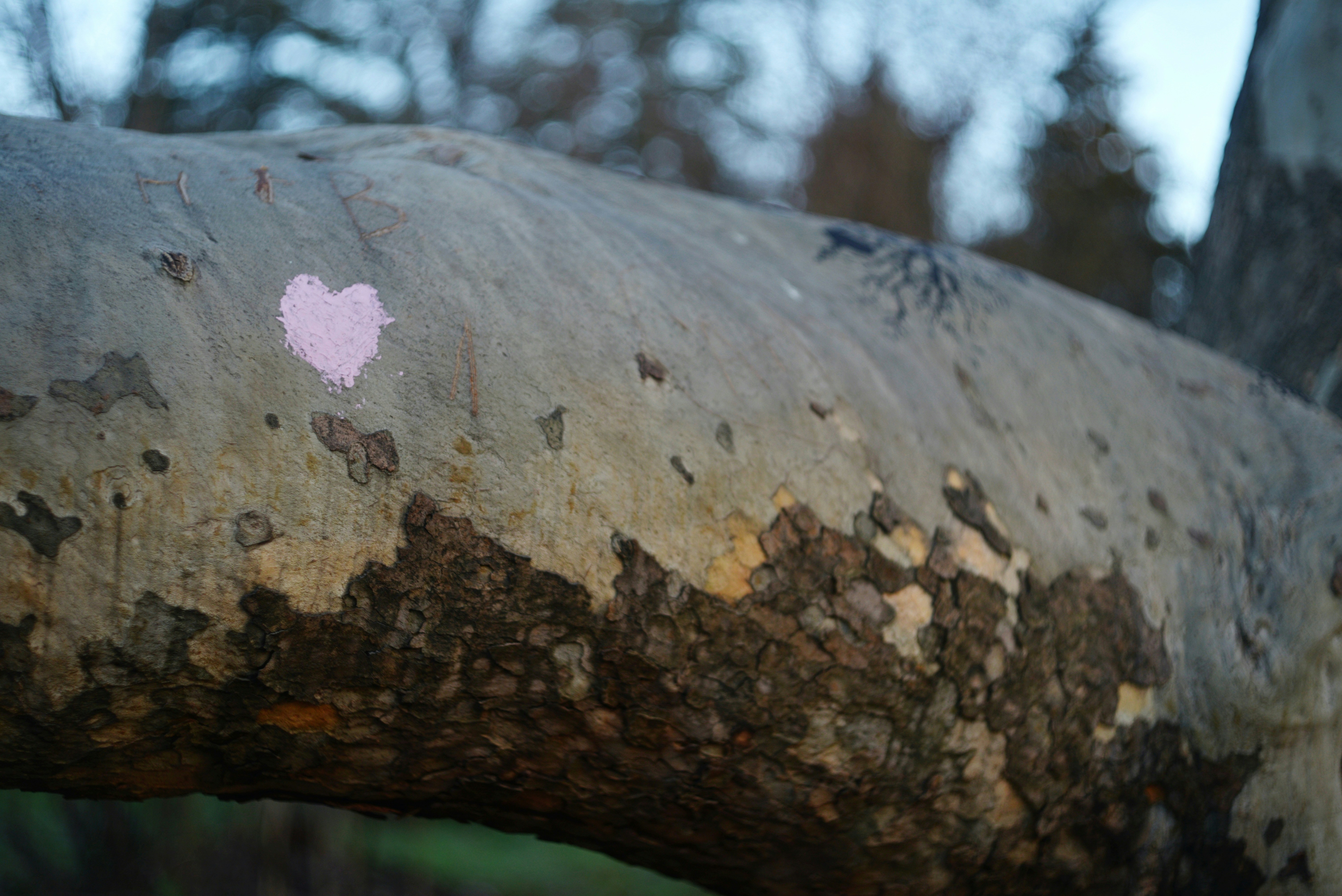 Pink Heart Mark on Weathered Log: Stubborn Mark in Silence