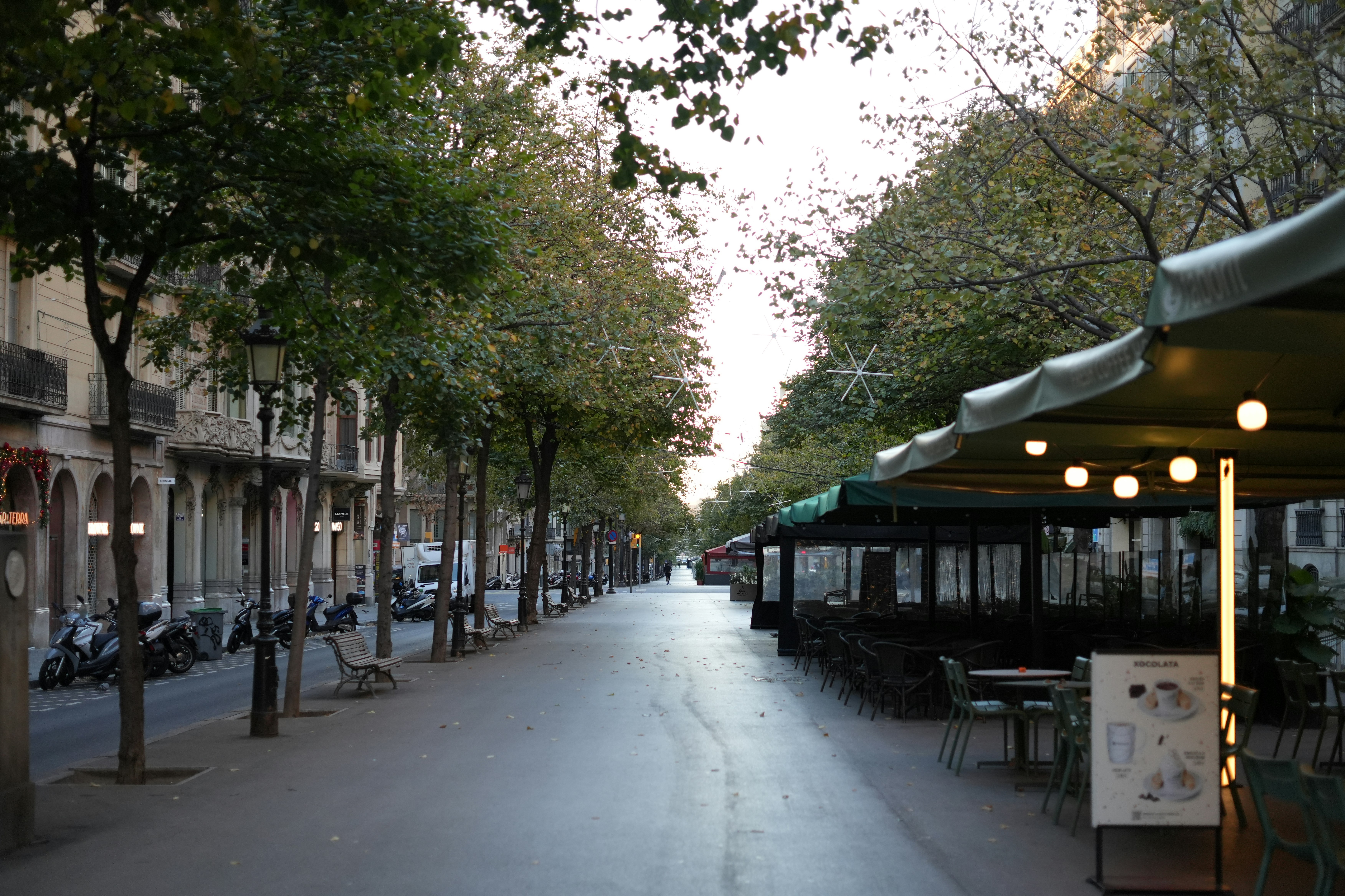 A Quiet Arc: Tree-Lined Avenue with Outdoor Café