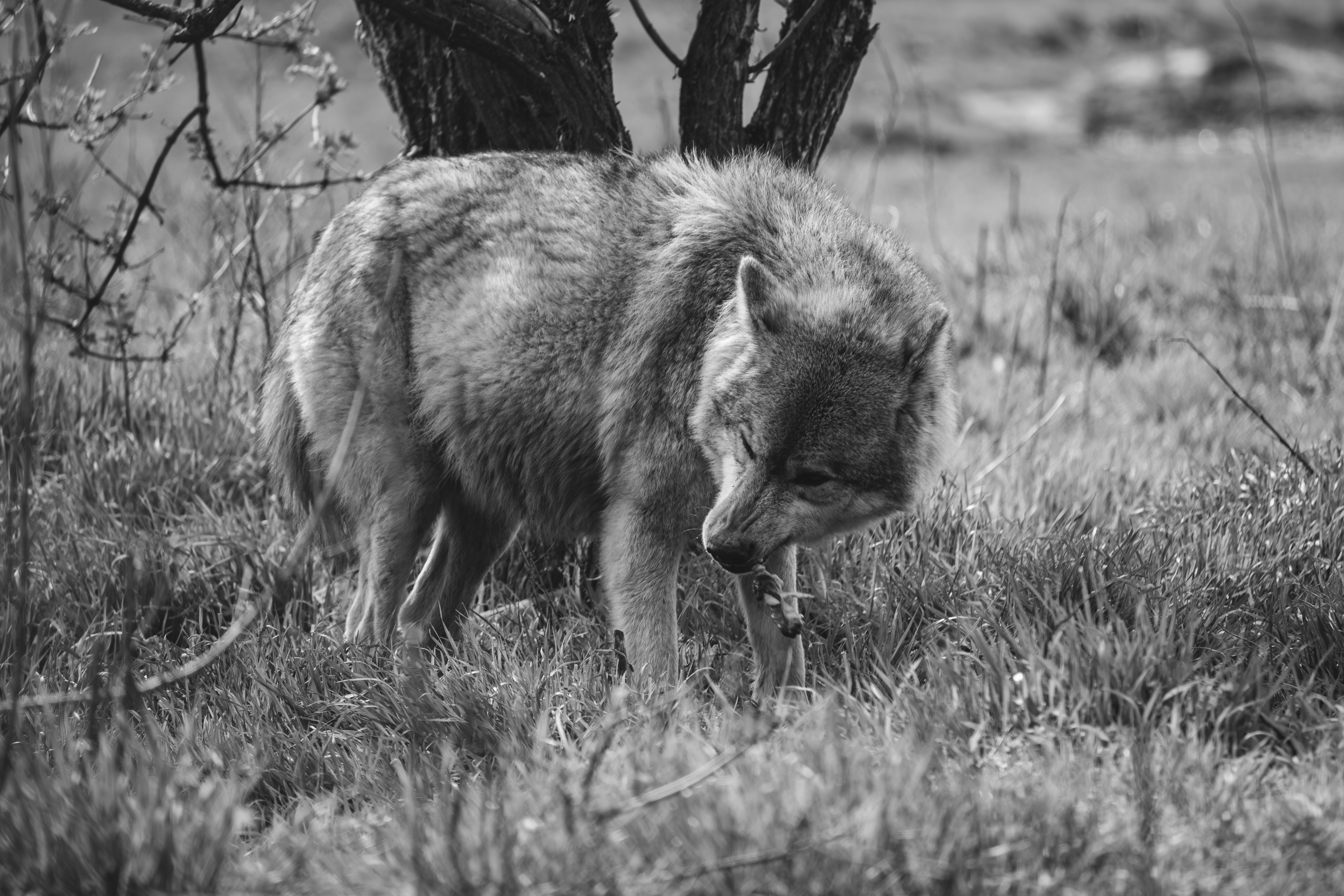 Quiet Hunter in Grayscale Prairie