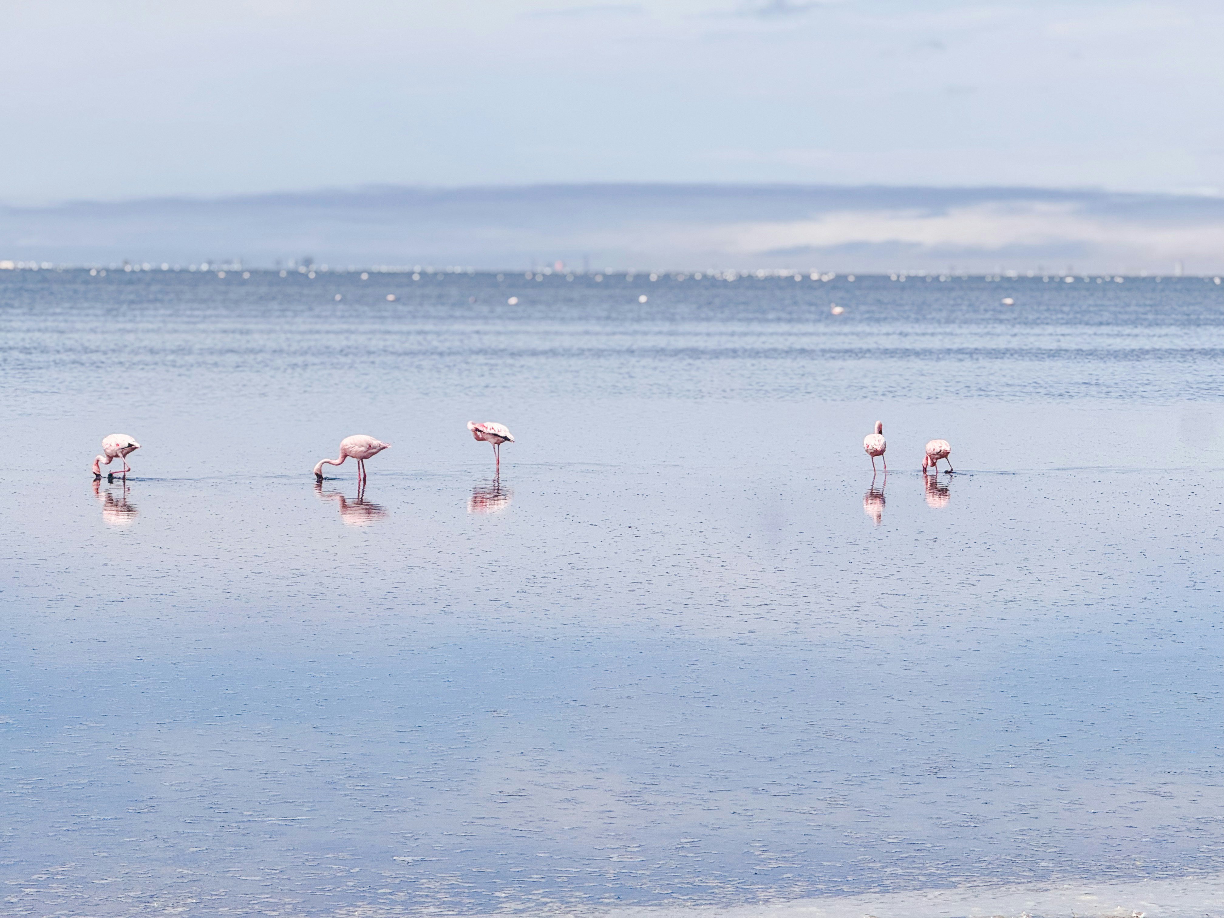 Flamingo Chorus: Sparse Birds on a Quiet Salt Lake