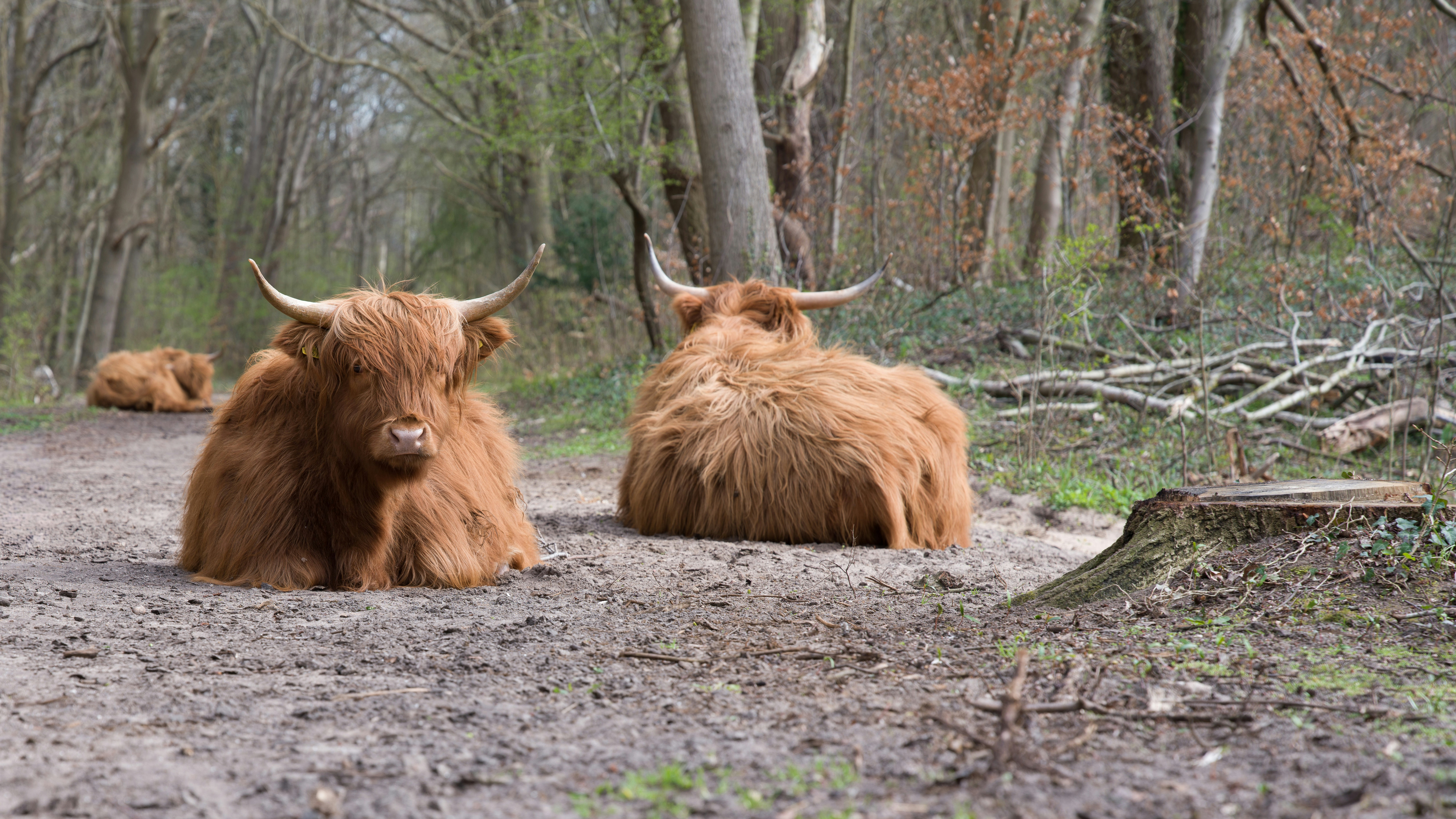 Twin Highlanders of the Trail: Resting in the Dappled Forest