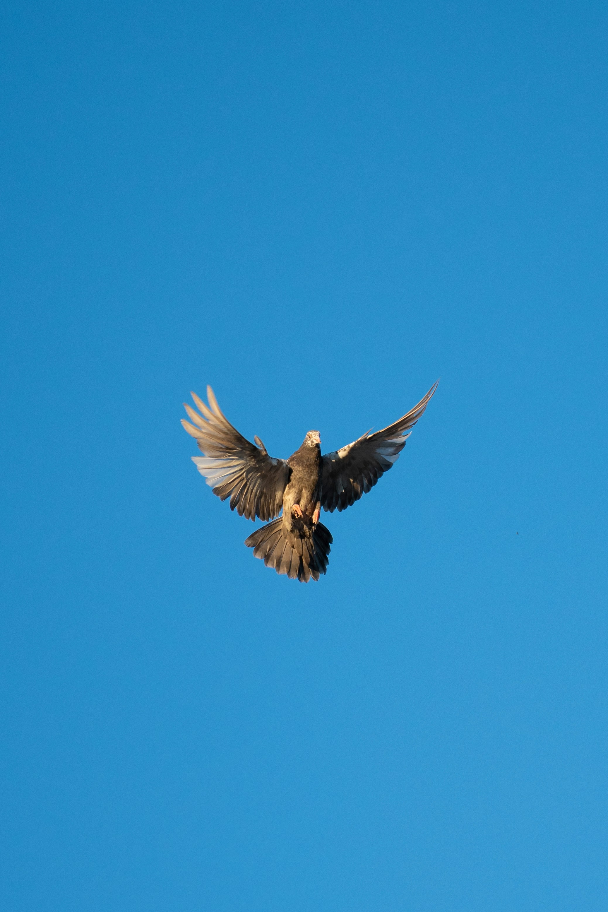Mid‑Flight in Blue: A Solo Dove Defying the Sky