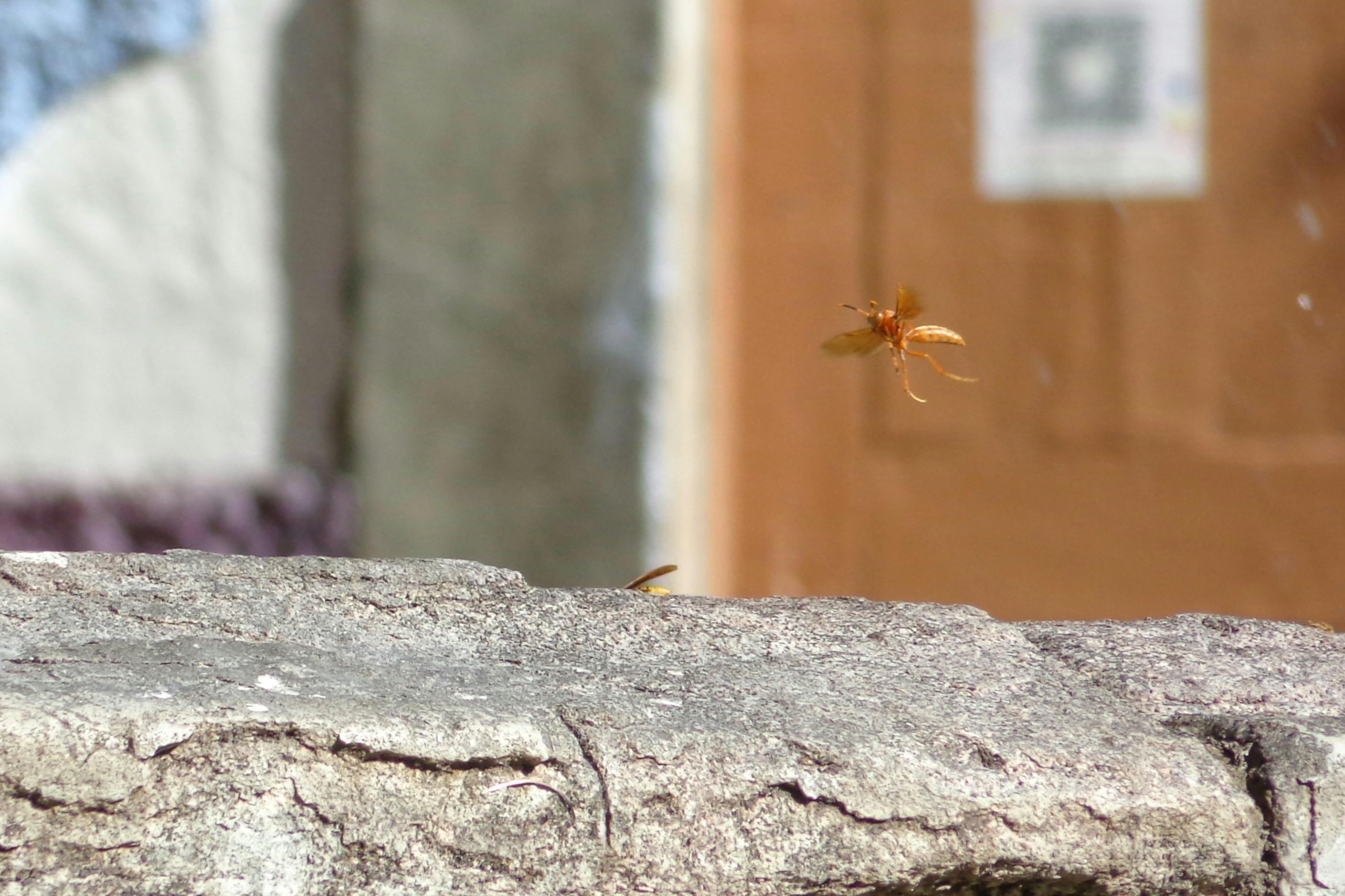 Tiny Dragonfly Silhouette Above a Weathered Stone Rib