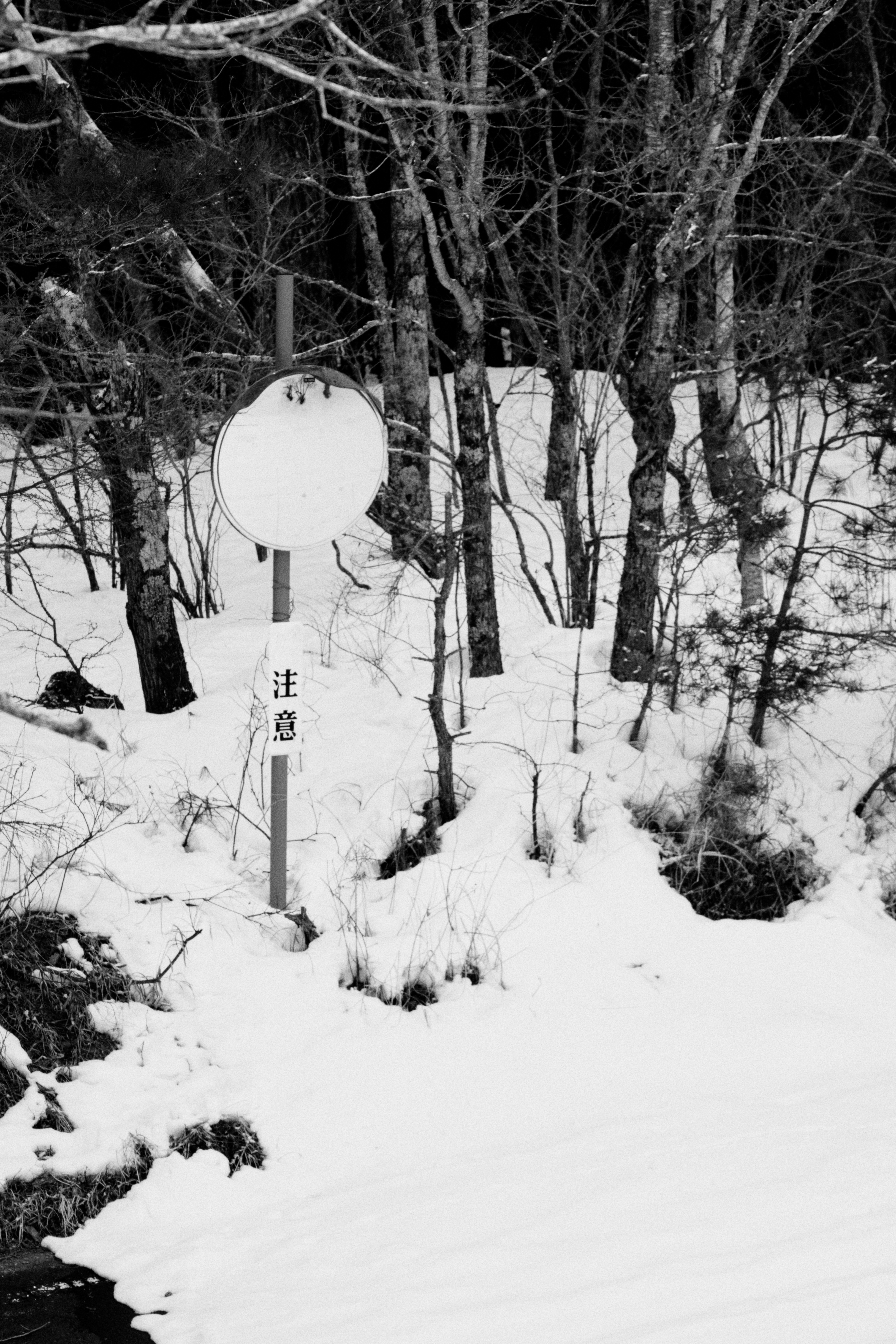 Snowbound Signpost in a Quiet Forest