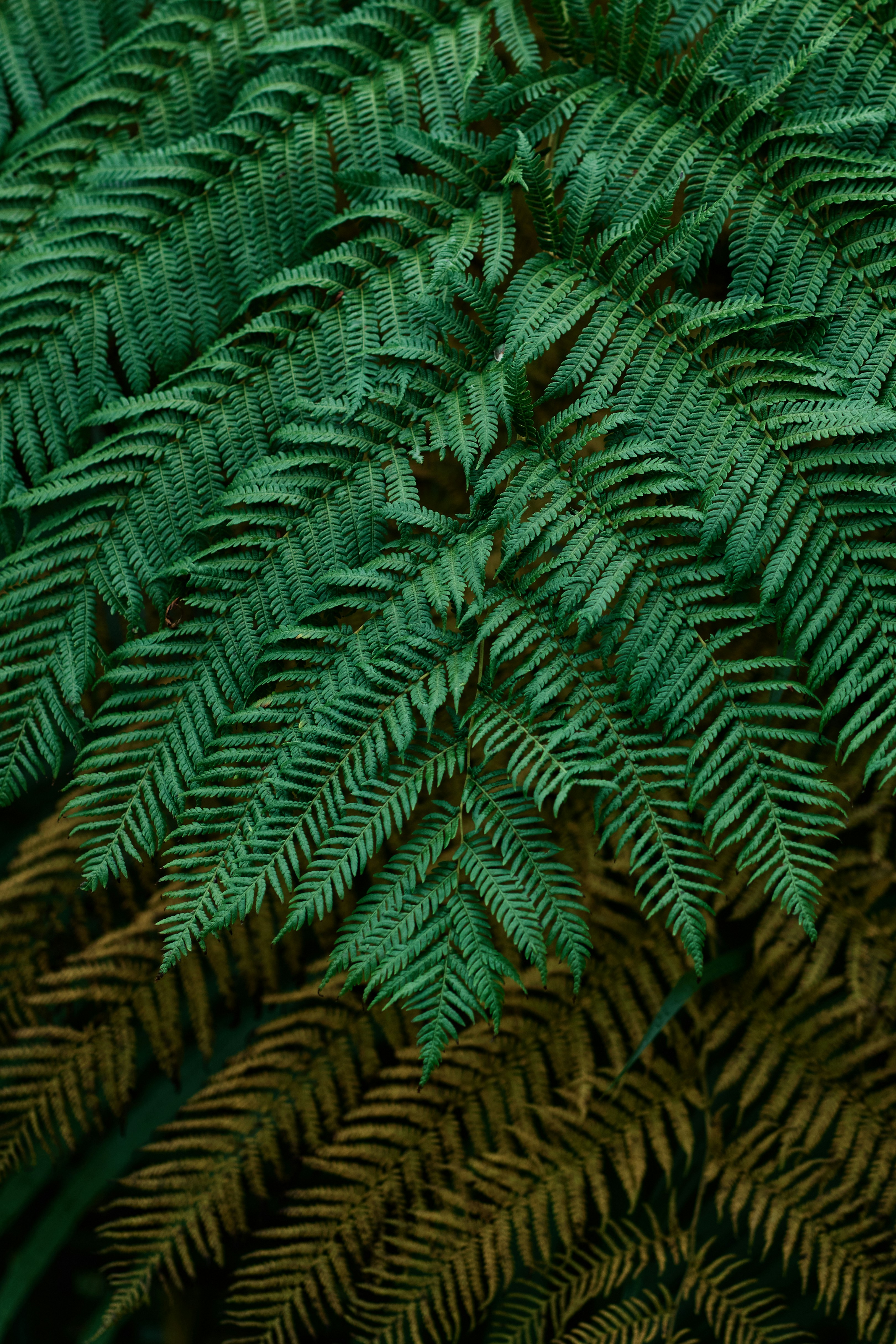 Fronds in Focus: A Symmetrical Tangle of Ferns