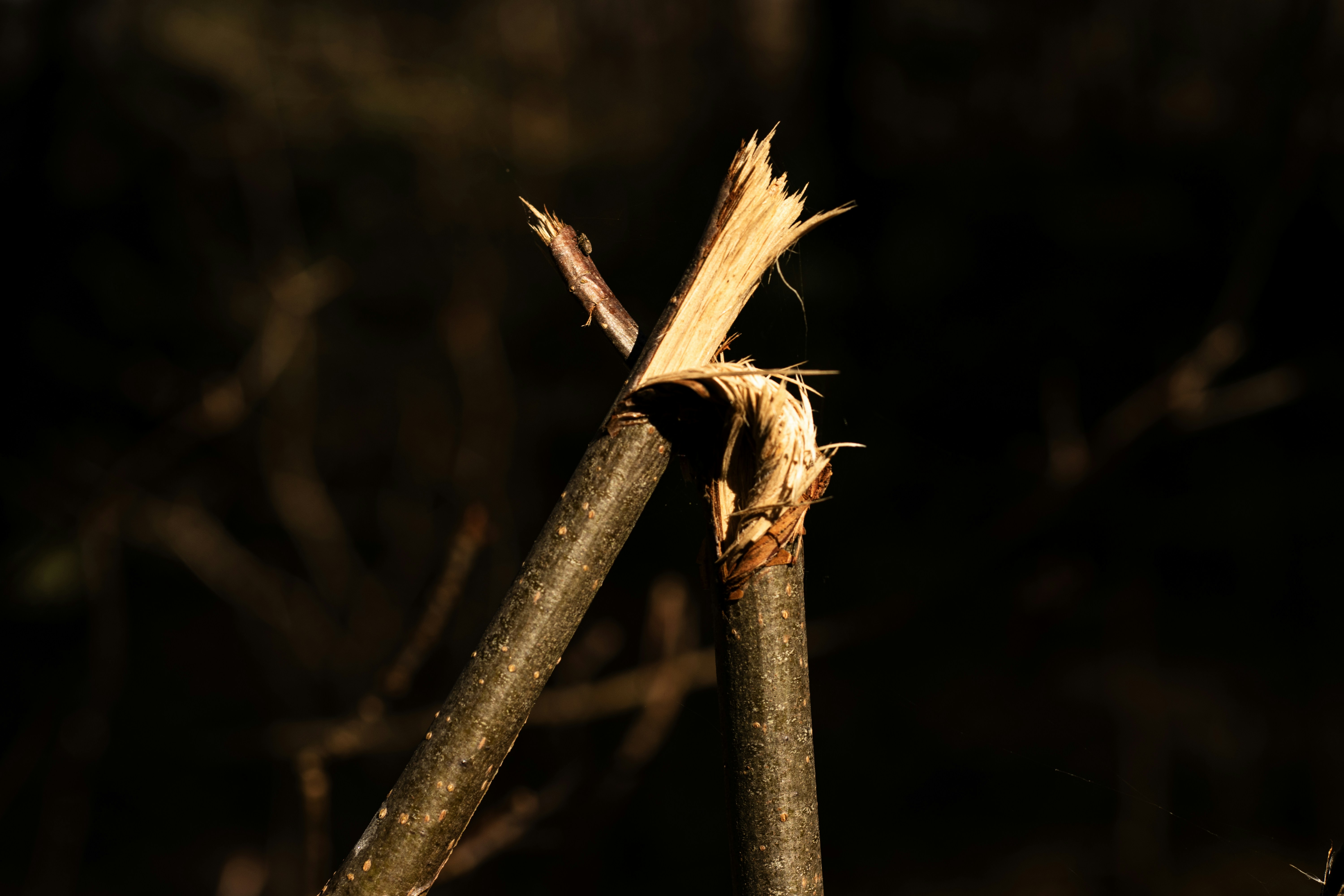 Split Stem: a close-up of fractured branches against a dark backdrop