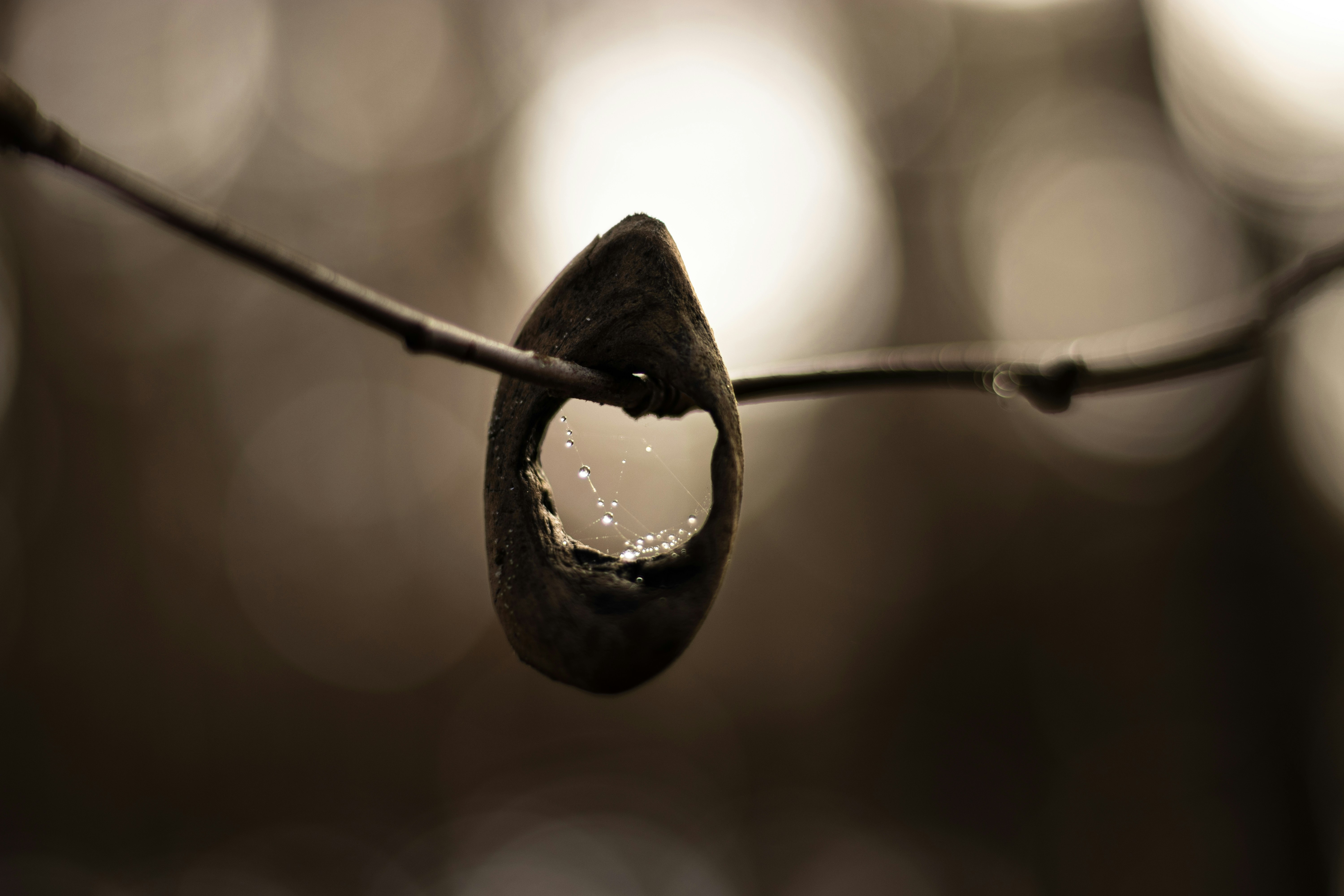Water Drop Within the Seed Pod: A Moment of Stillness on a Bare Branch