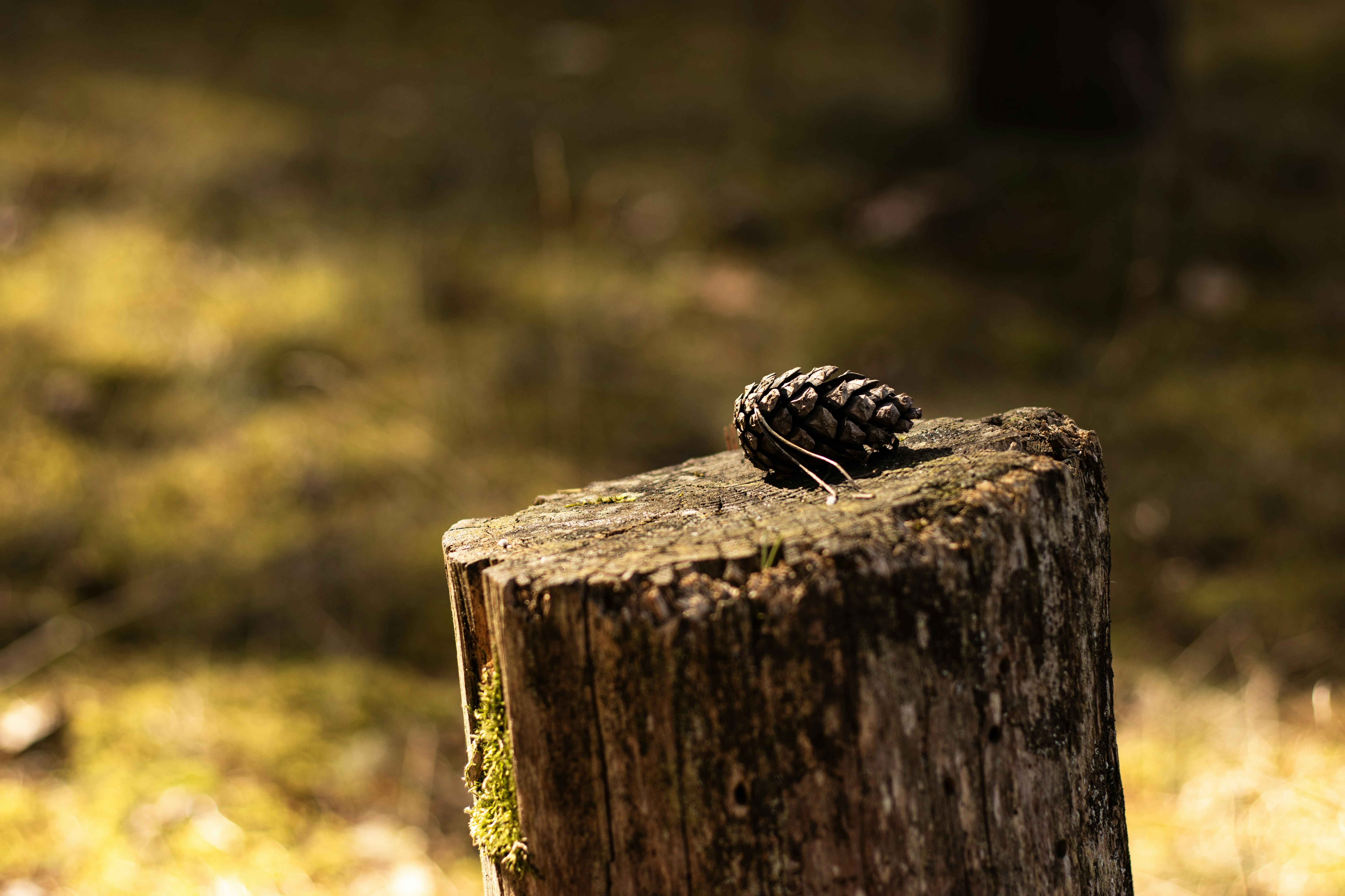 A solitary pinecone sentinel on weathered stump in autumn light