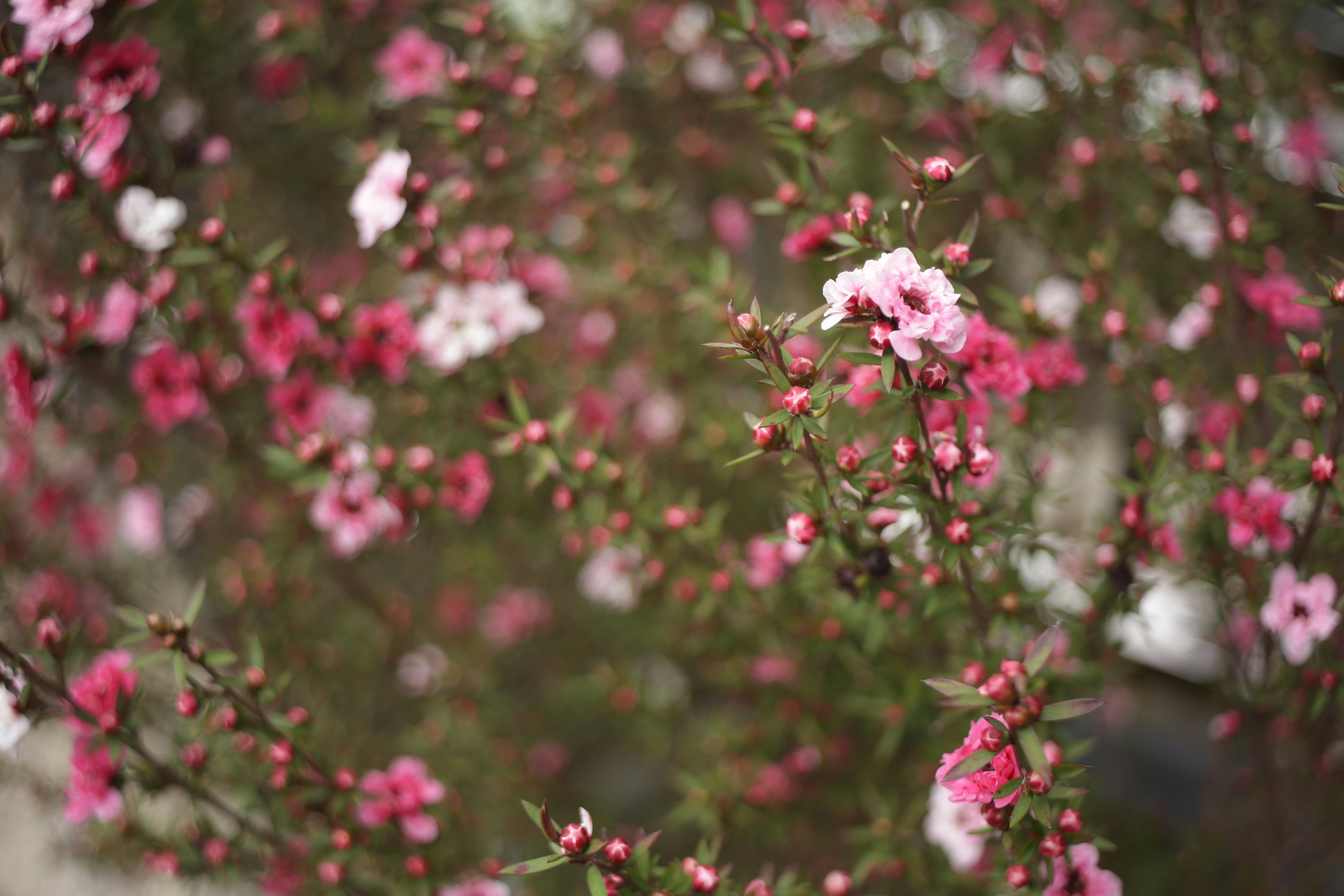 Blooming Pink Threads: A Close-In Moment Among Spring Blossoms
