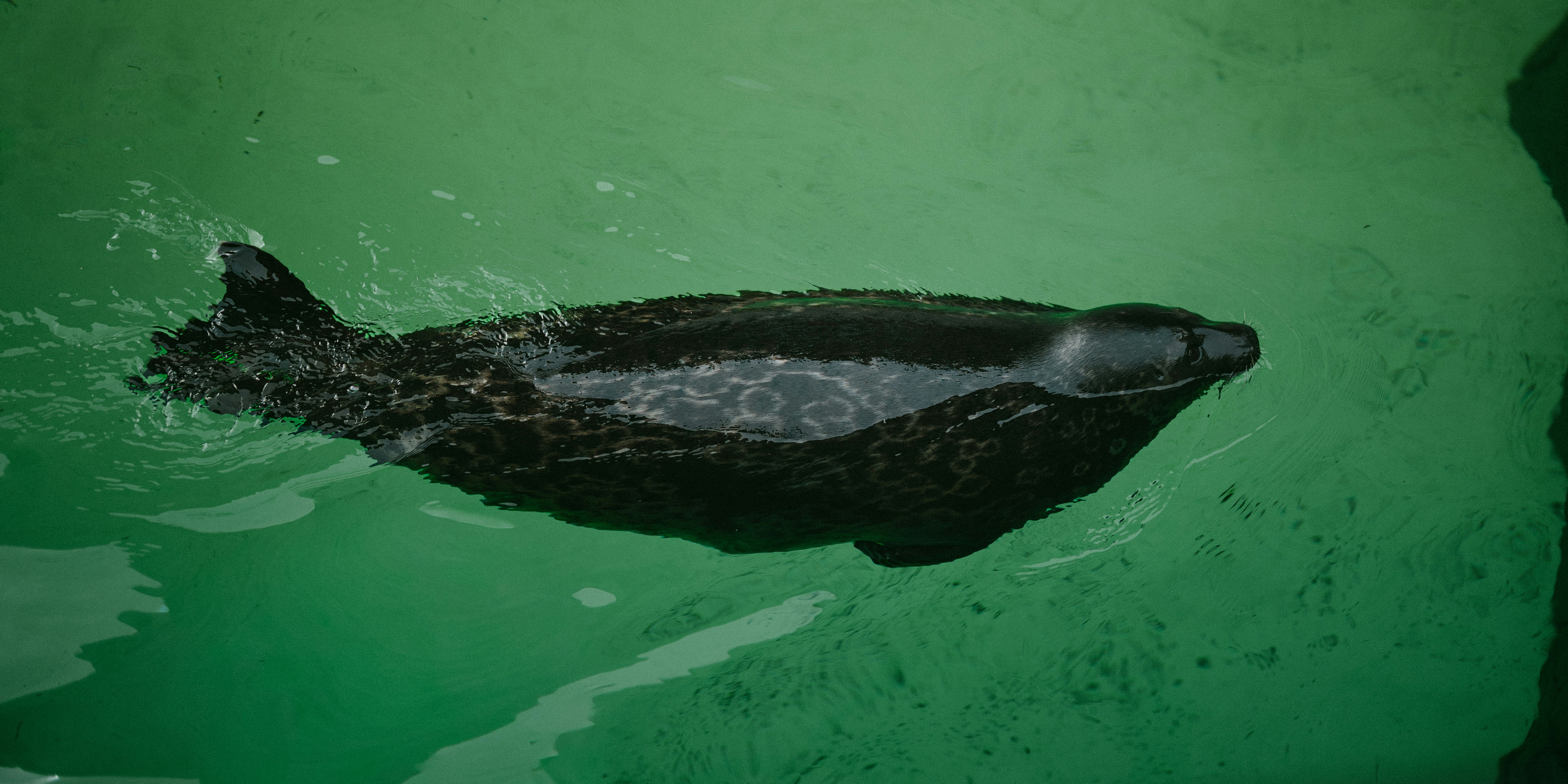 Emerald Harbor Giant: A Sea Cow Glides Beneath Green Light