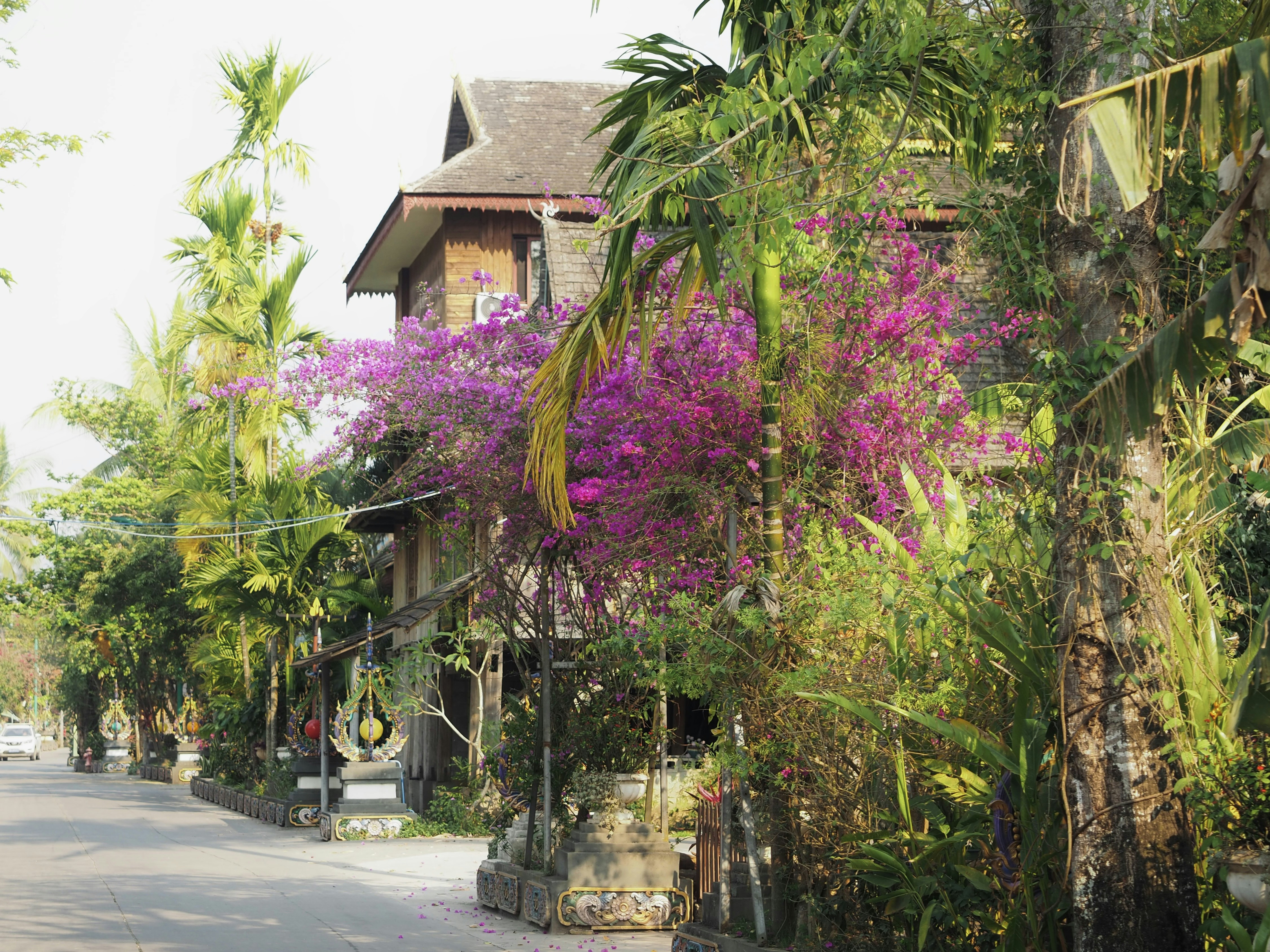 Sunlit street lined with tropical plants and a pink bougainvillea-clad house; a calm residential scene with lush foliage and a quiet pathway.