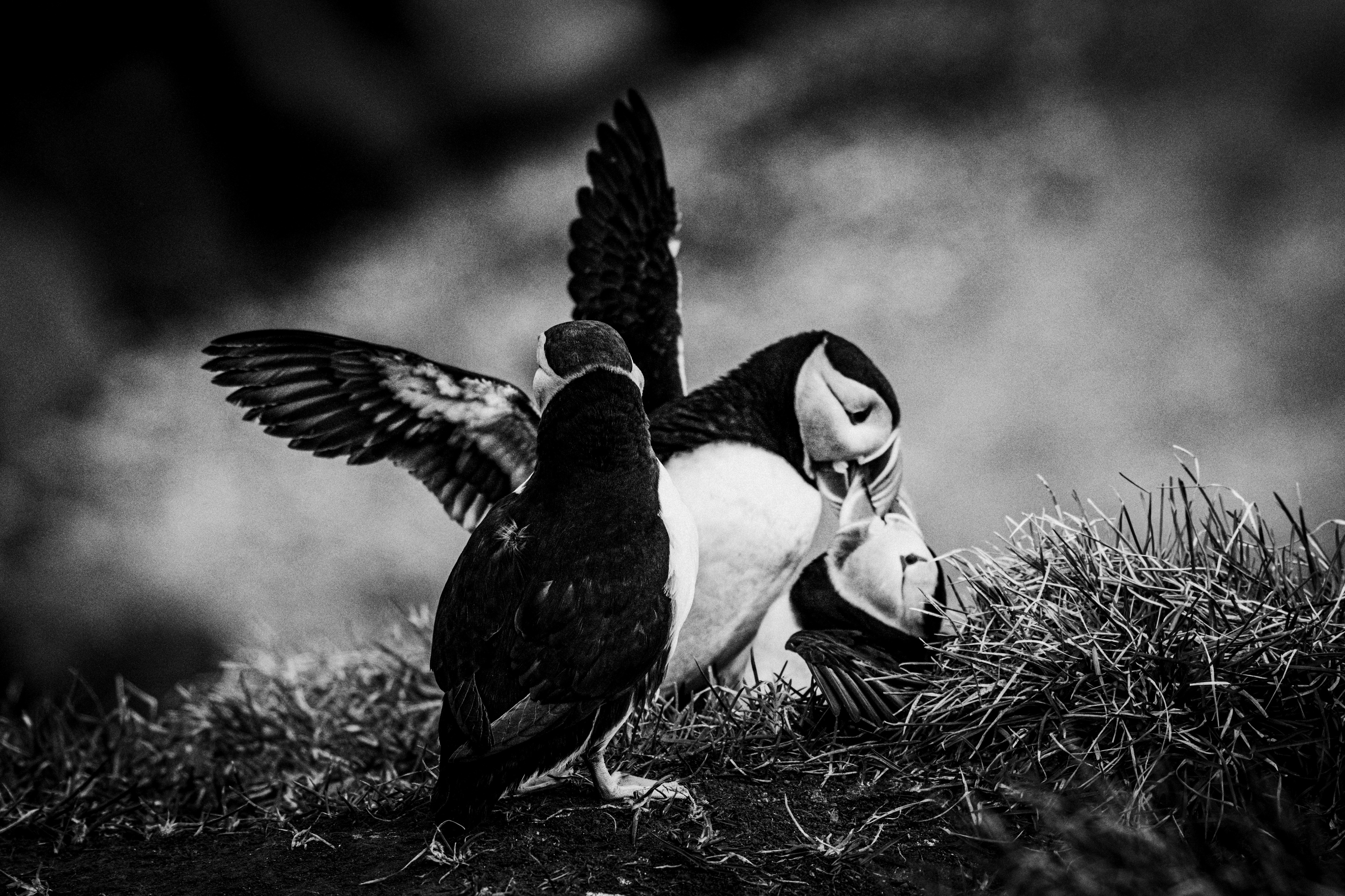 Midnight Nest: A Puffin's Tender Exchange