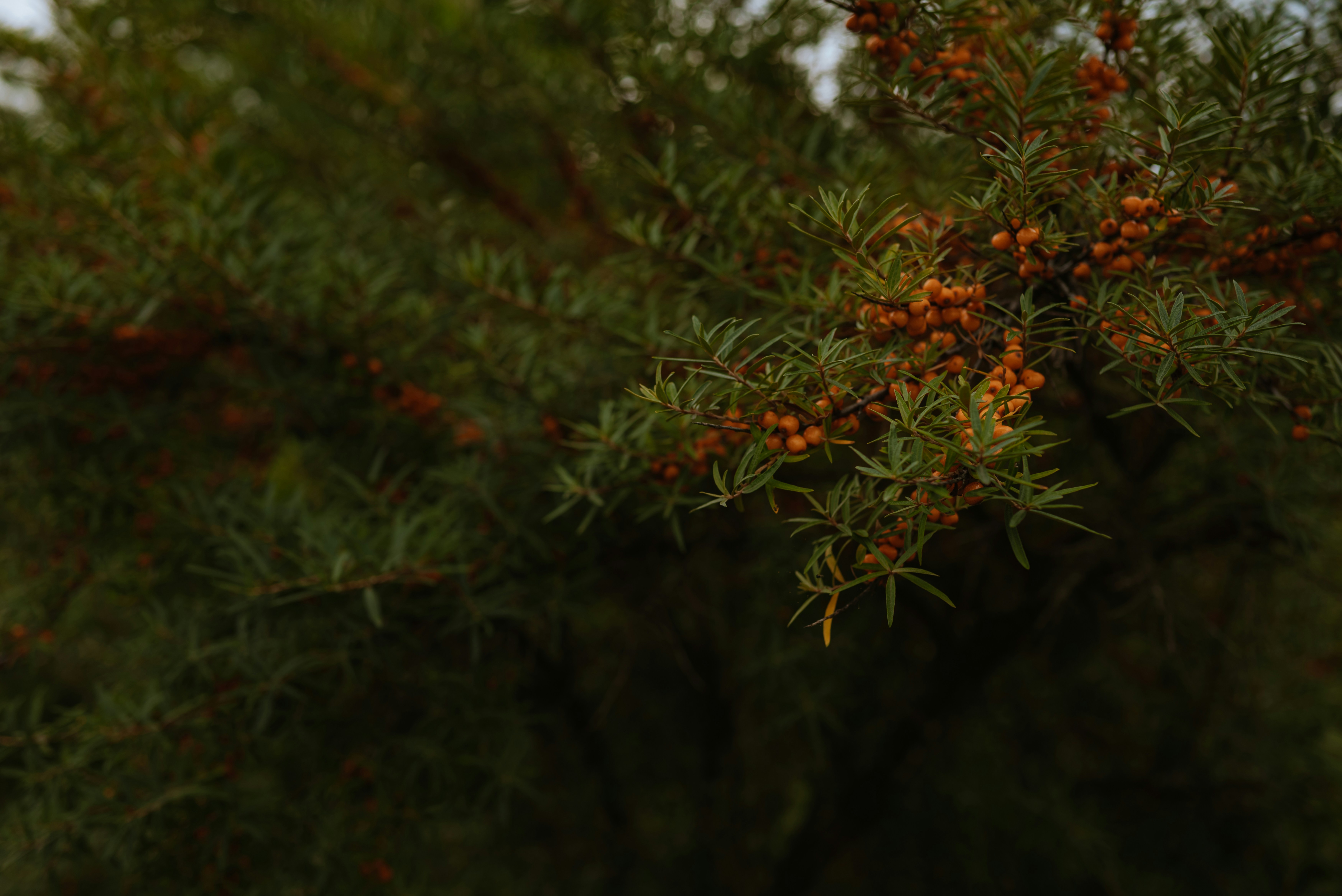 Orange Berries on a Sunlit Branch