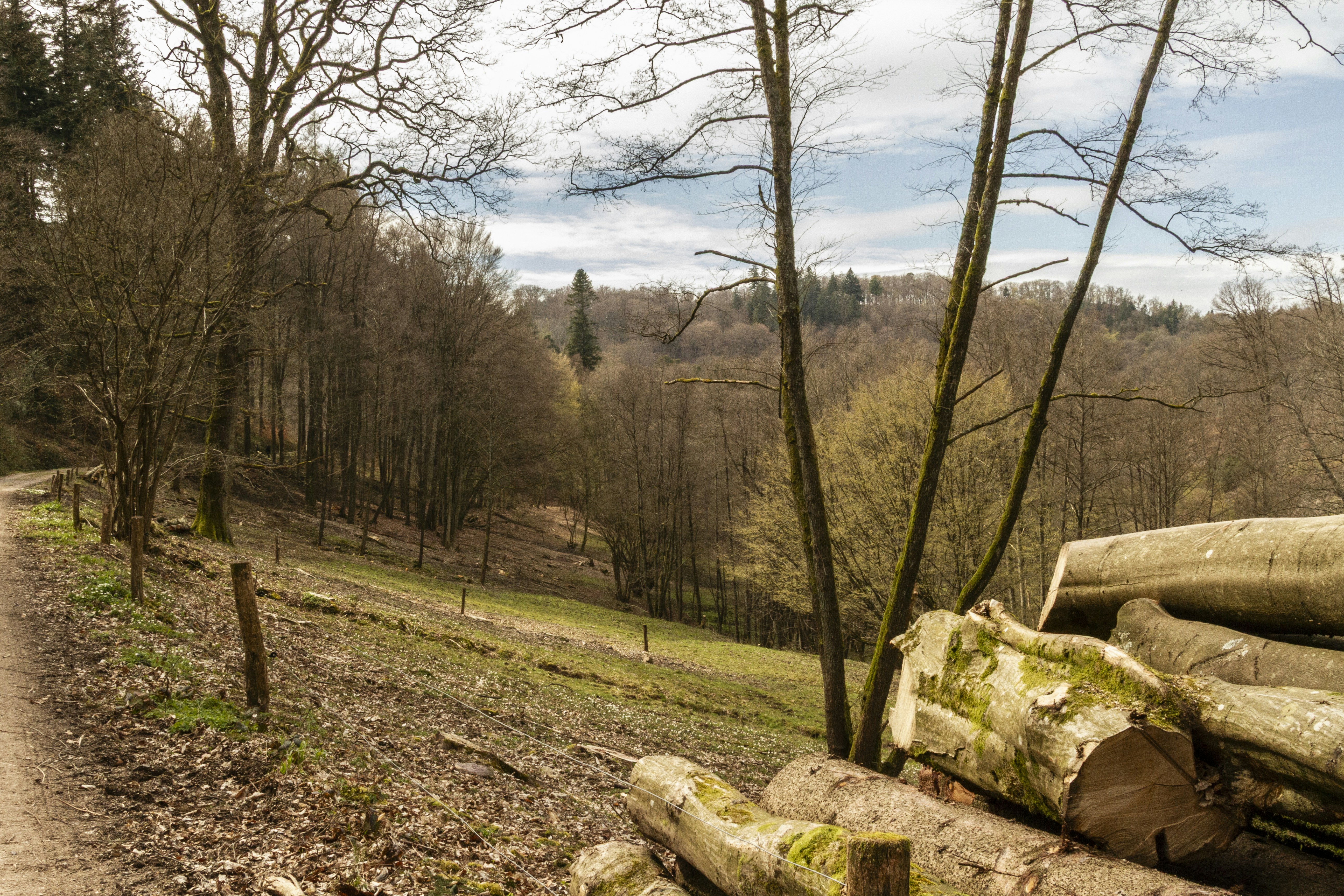 Sunlit Log Pile at the Edge of a Quiet Woodland Path