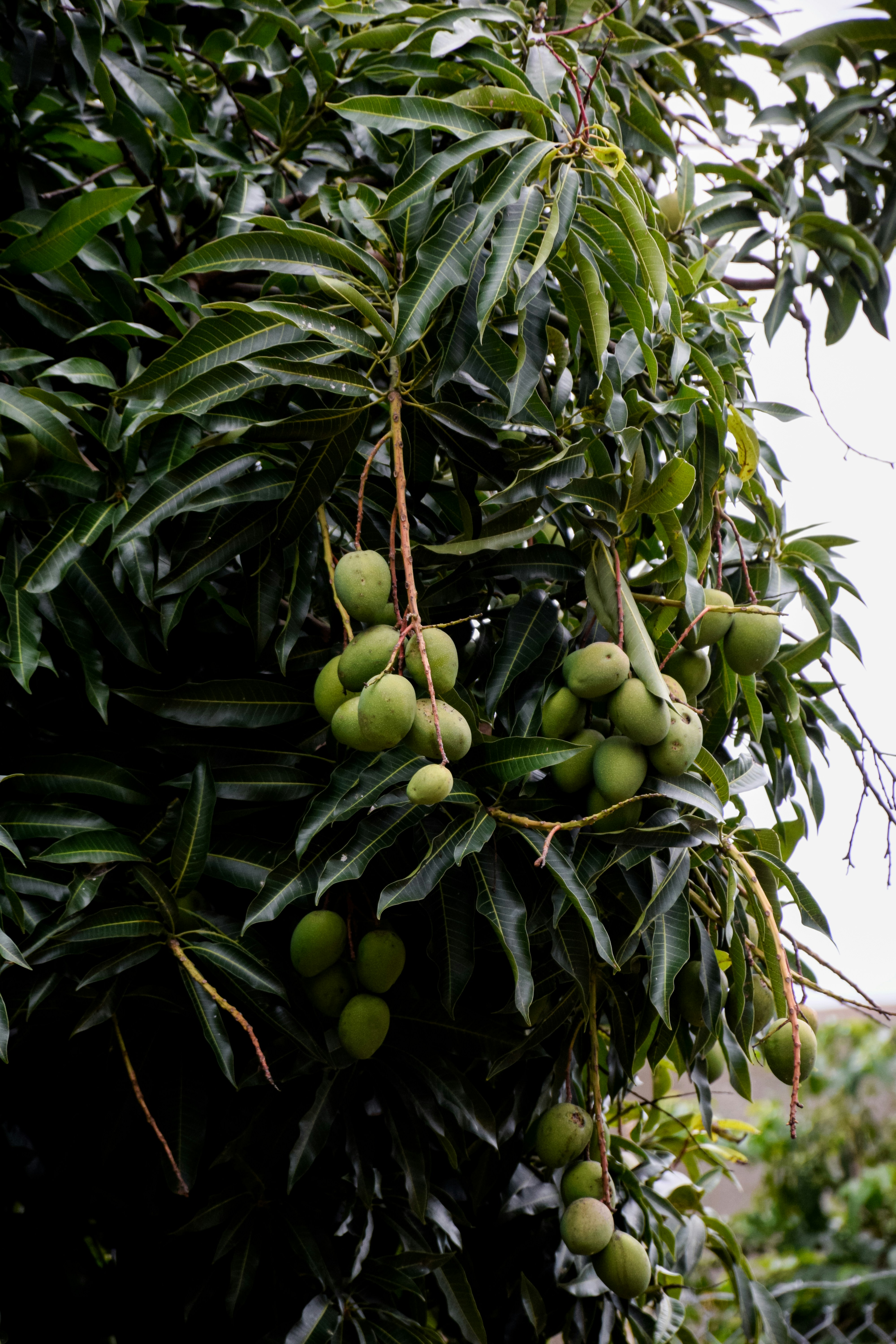 Green Mango clusters amid glossy leaves on a hanging branch