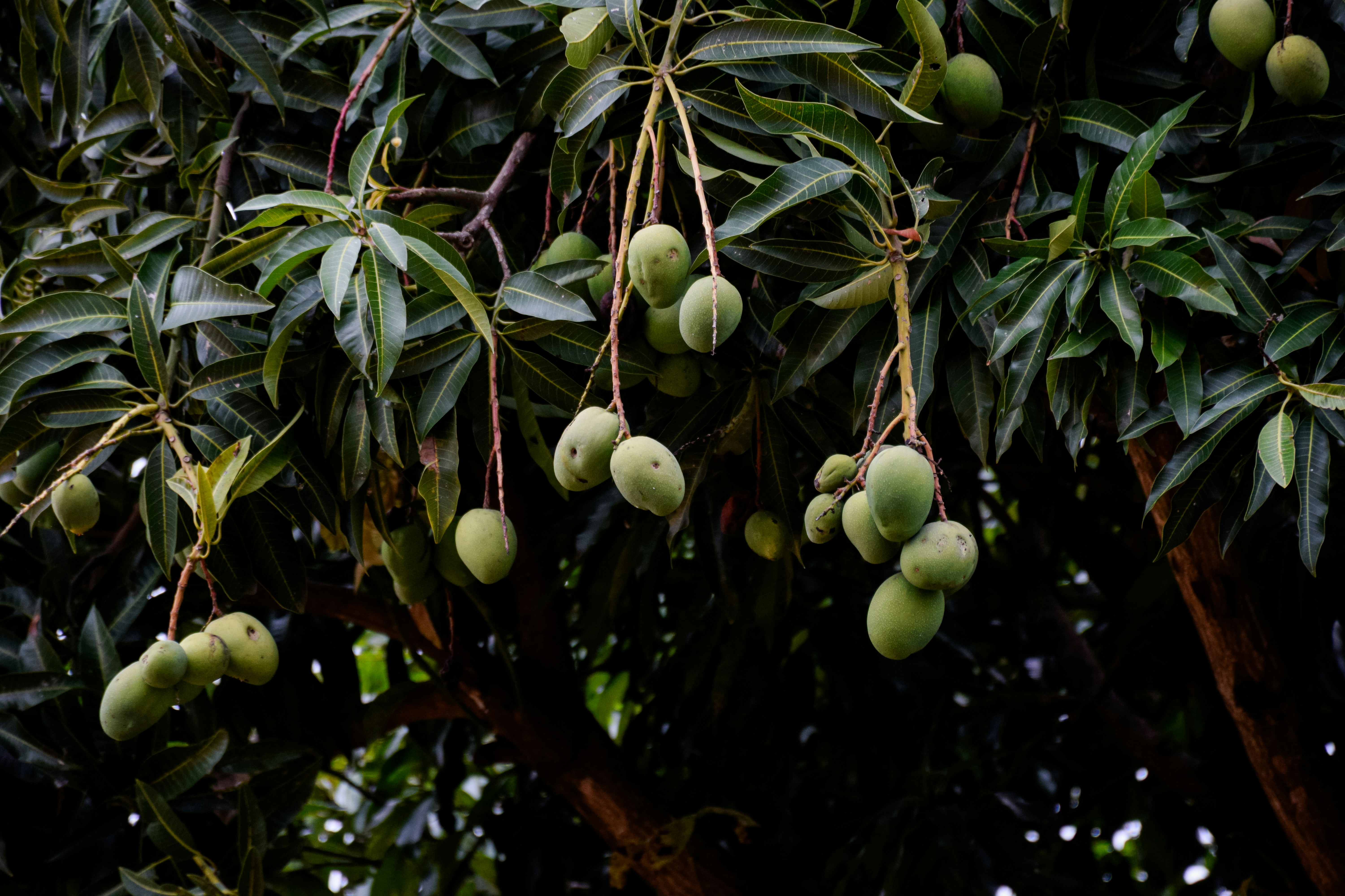 Hanging clusters of ripe mangoes among glossy leaves