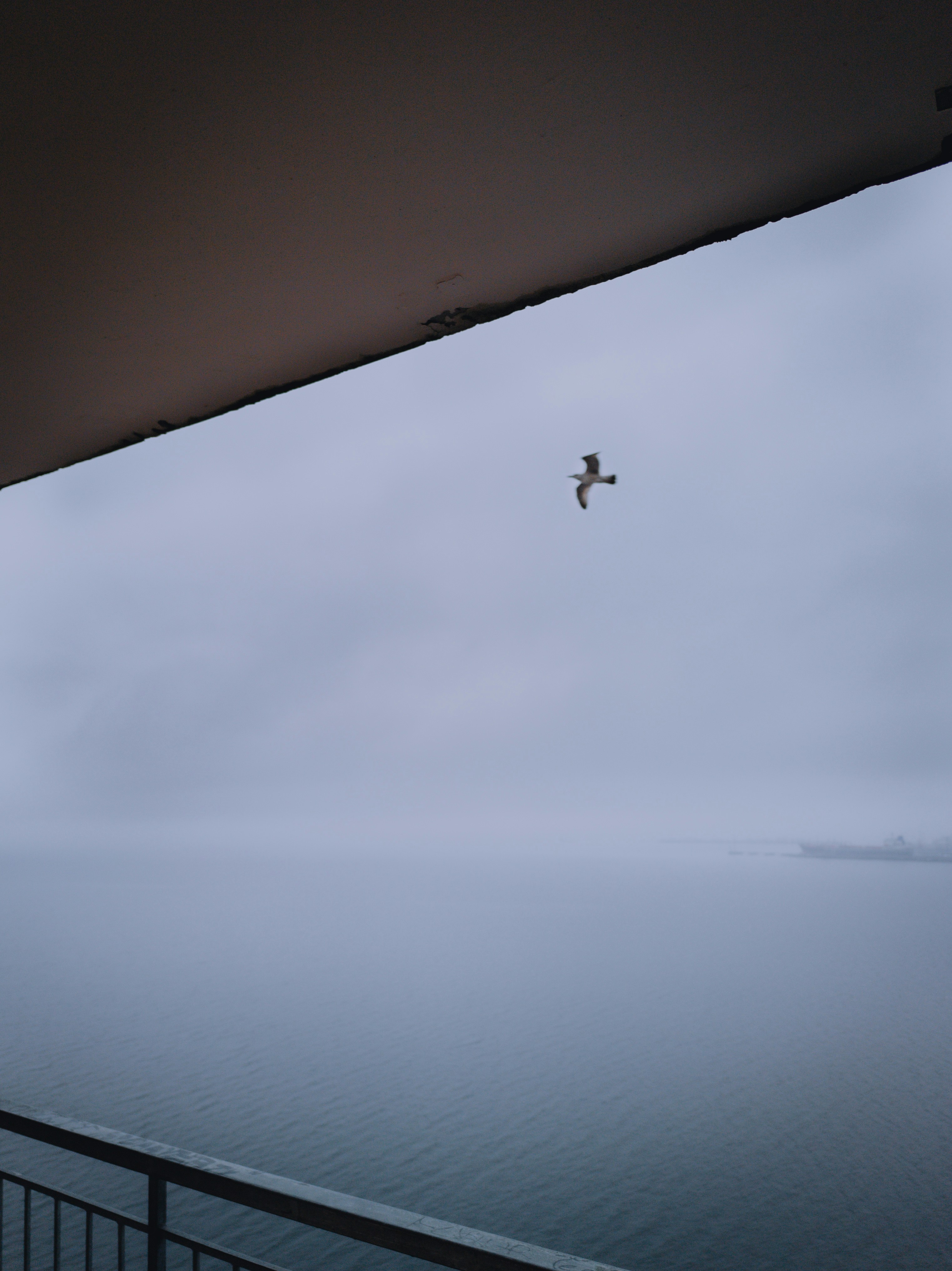 Seabird in Crosswind: A Lone Seagull Skims the Horizon from a Balcony Edge