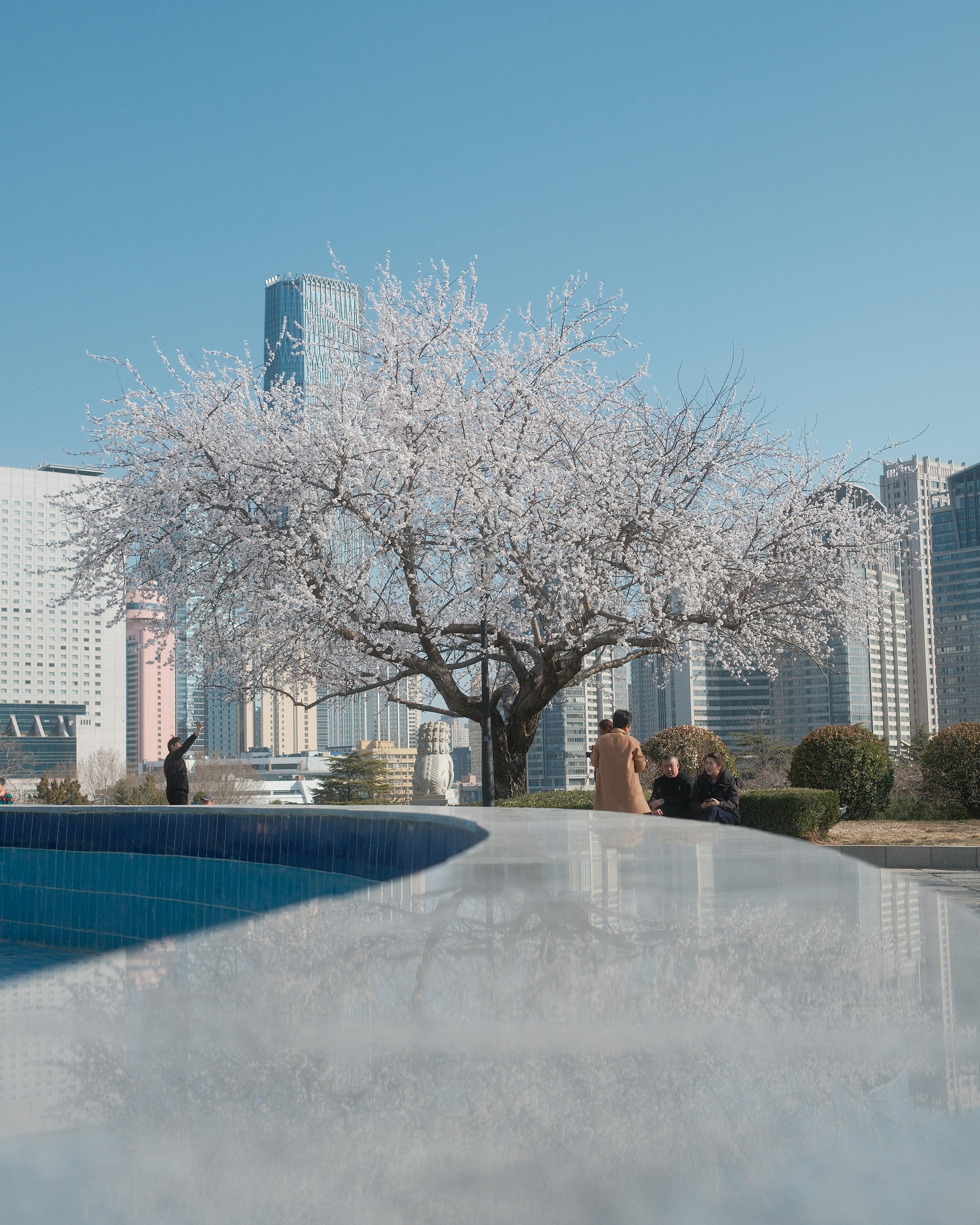 Cherry Blossom in the City: A Quiet Moment by the Skyscrapers