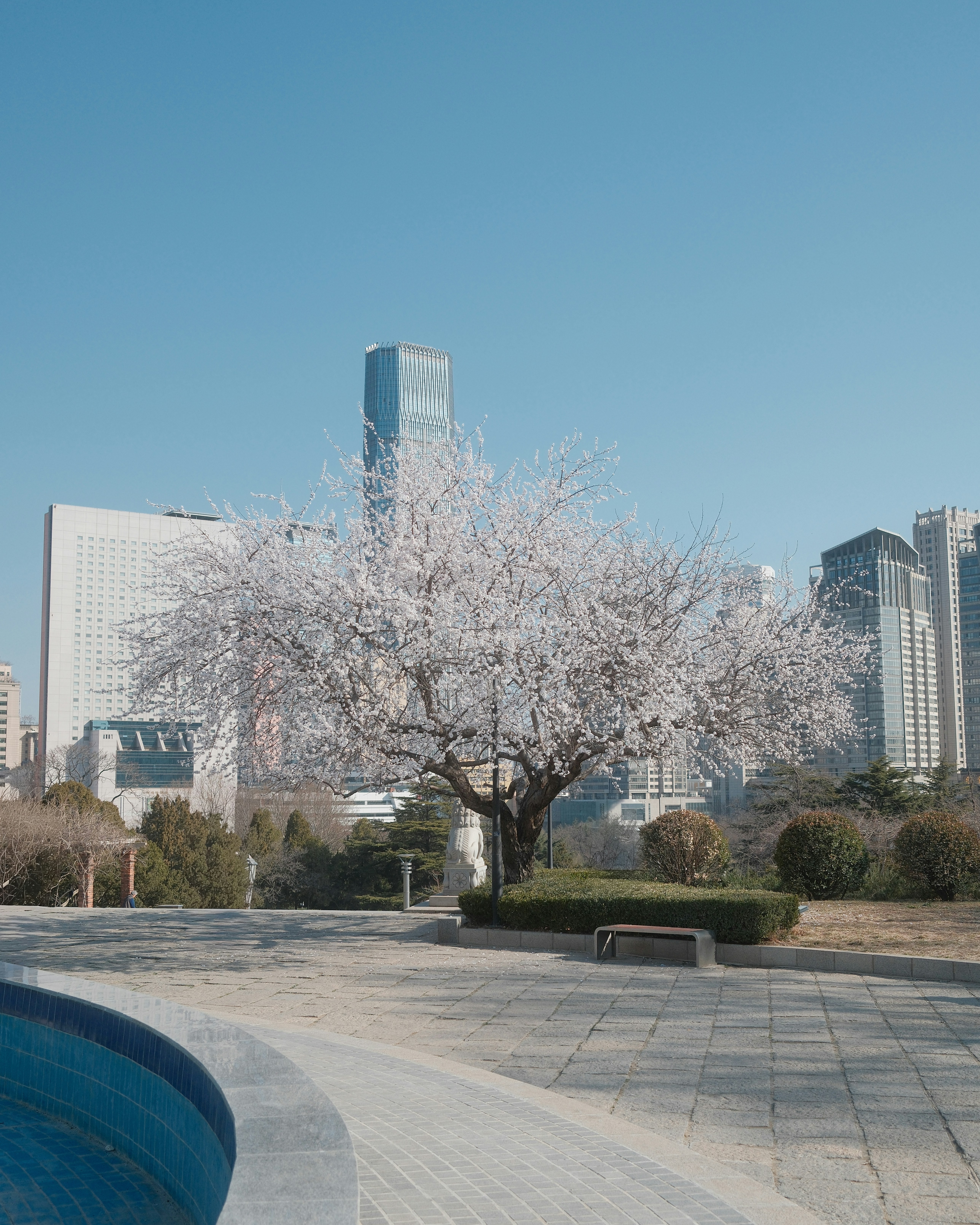 Blossoms Against a City Glass: A Spring Moment Amid Skyscrapers