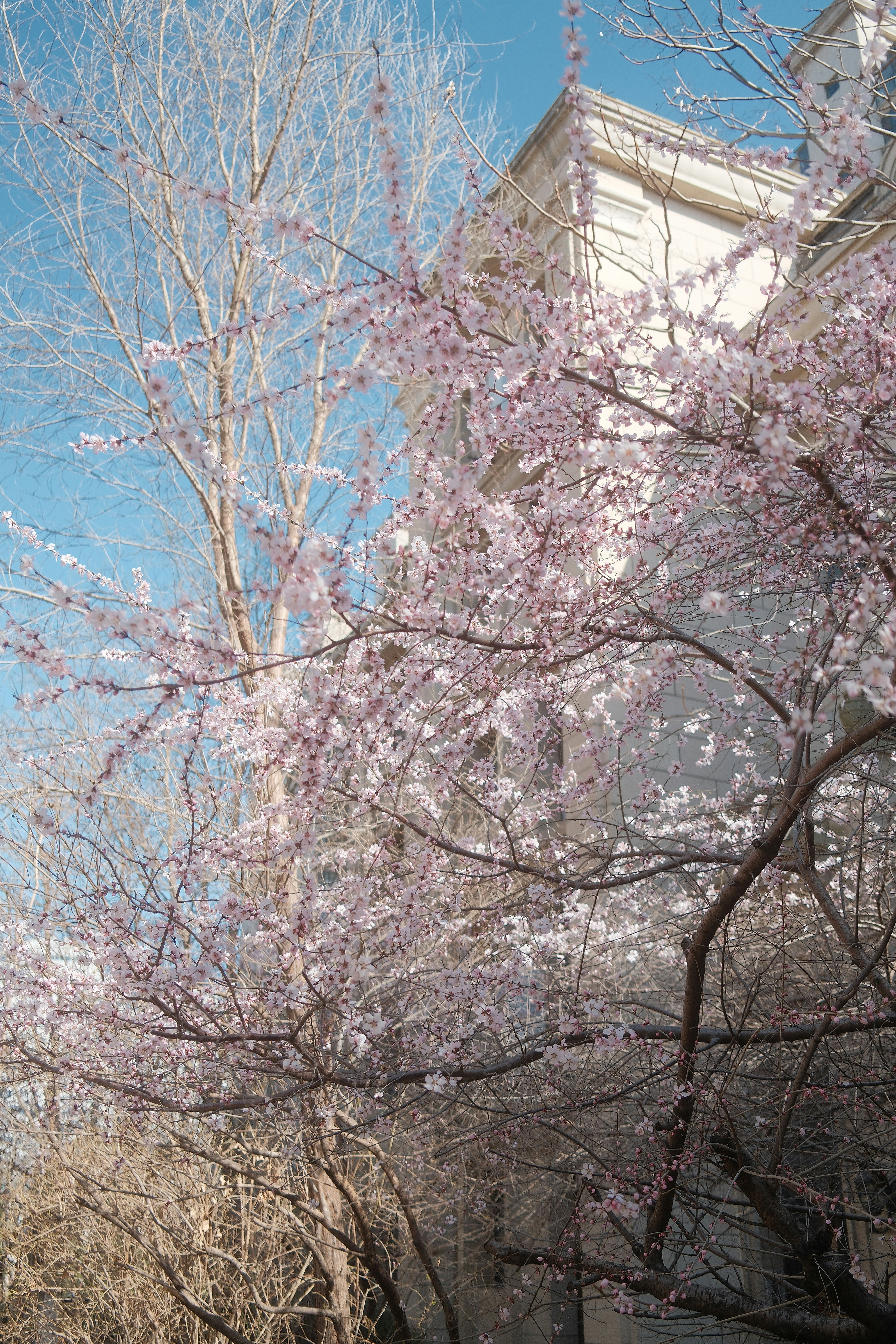 Cherry Blossom Framed by Upward View of a Classical Facade