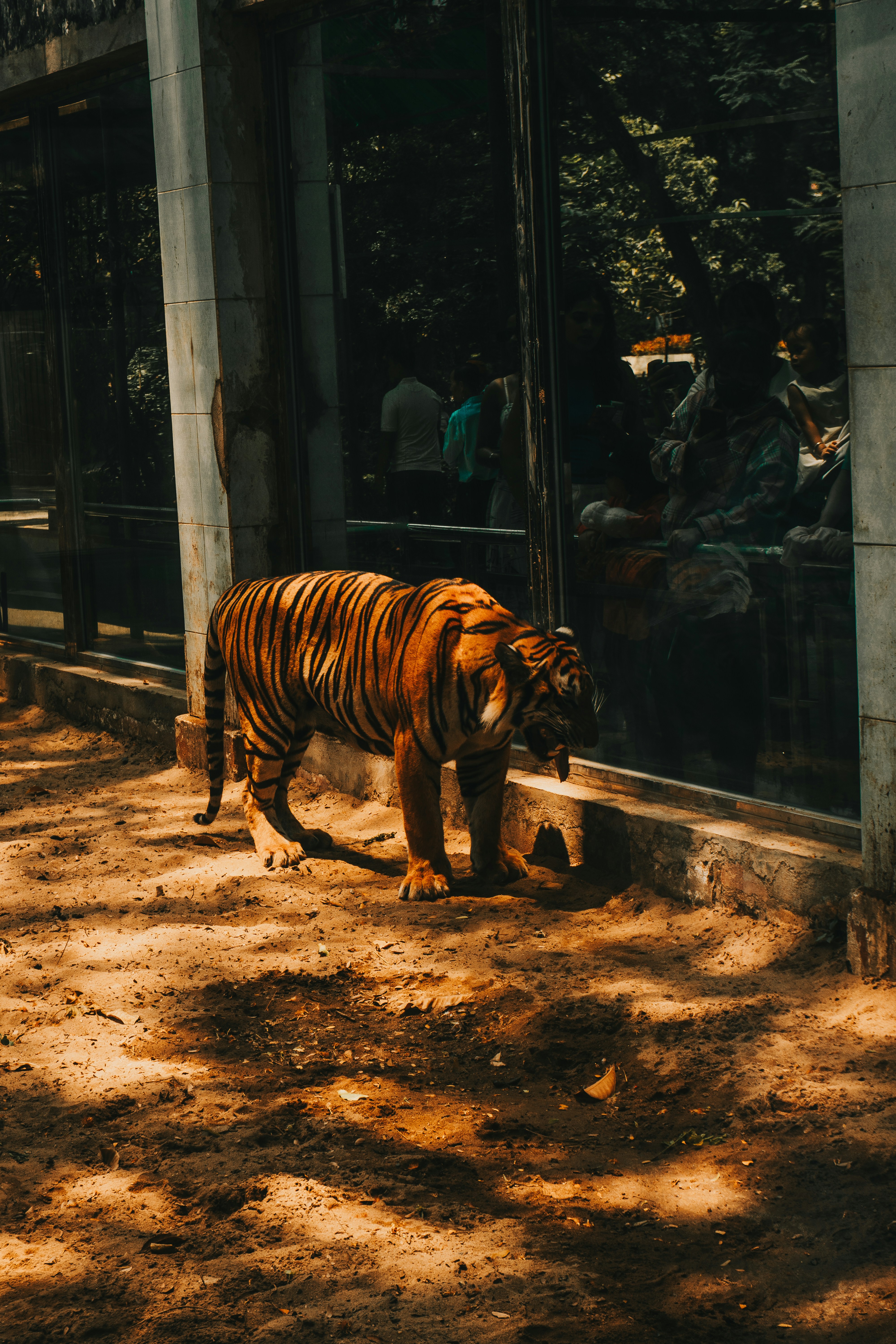 Tiger at the Glass Wall: A Striped Stare into the Urban Afternoon