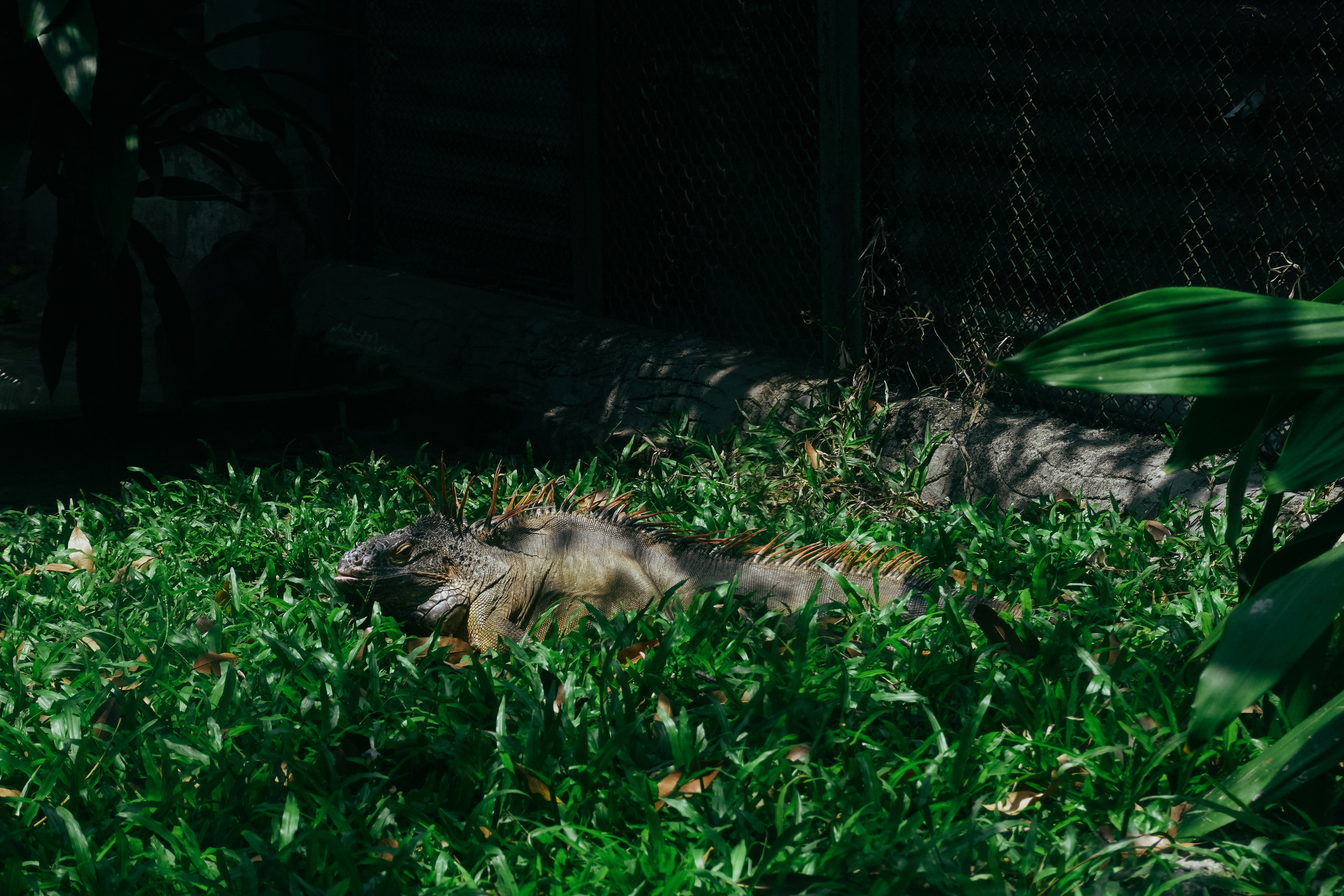 Sunlit Rest: A Catnap Among the Garden Grass