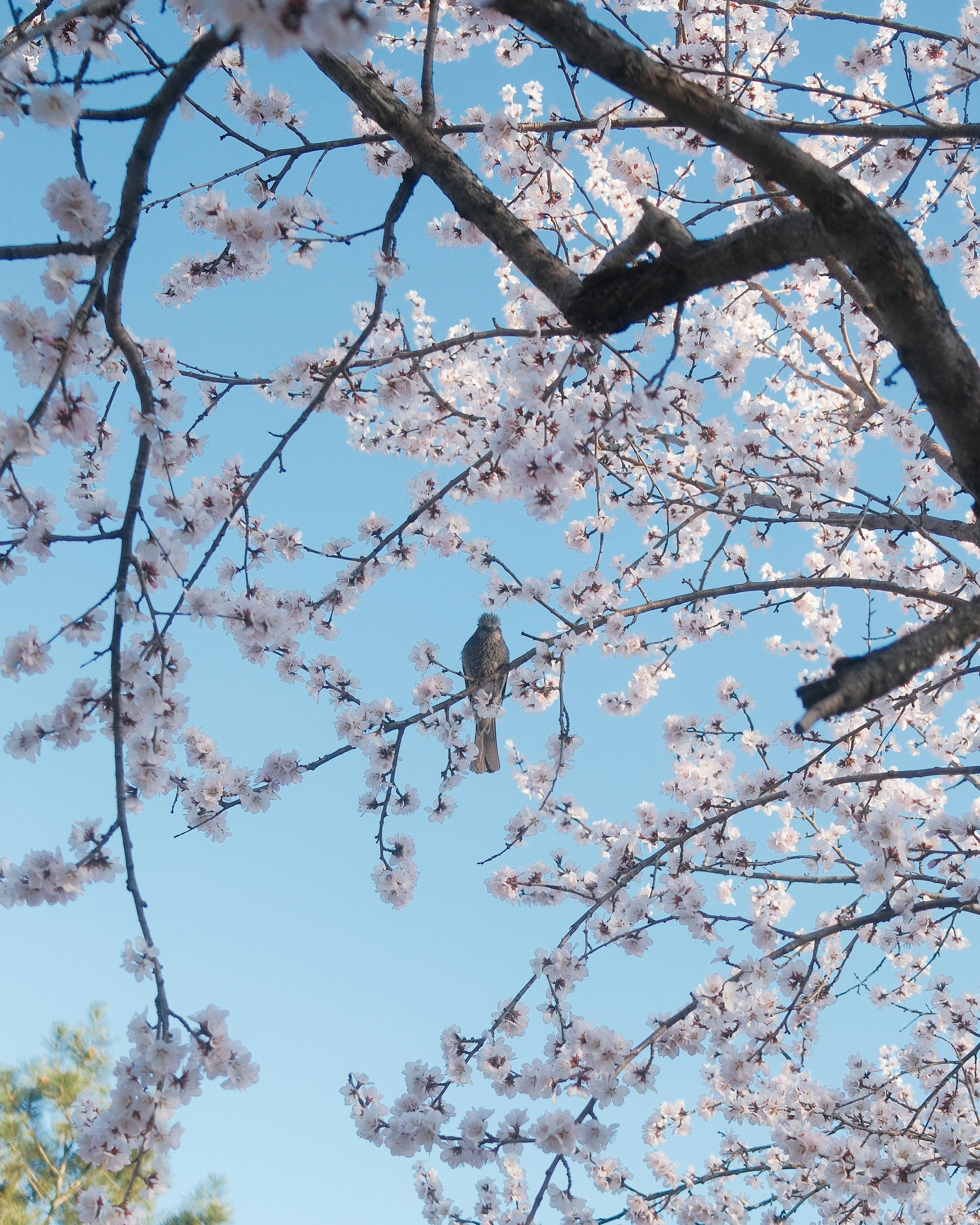 Hushed Blue Sky, Cherry Blossom Canvas with a Solitary Bird