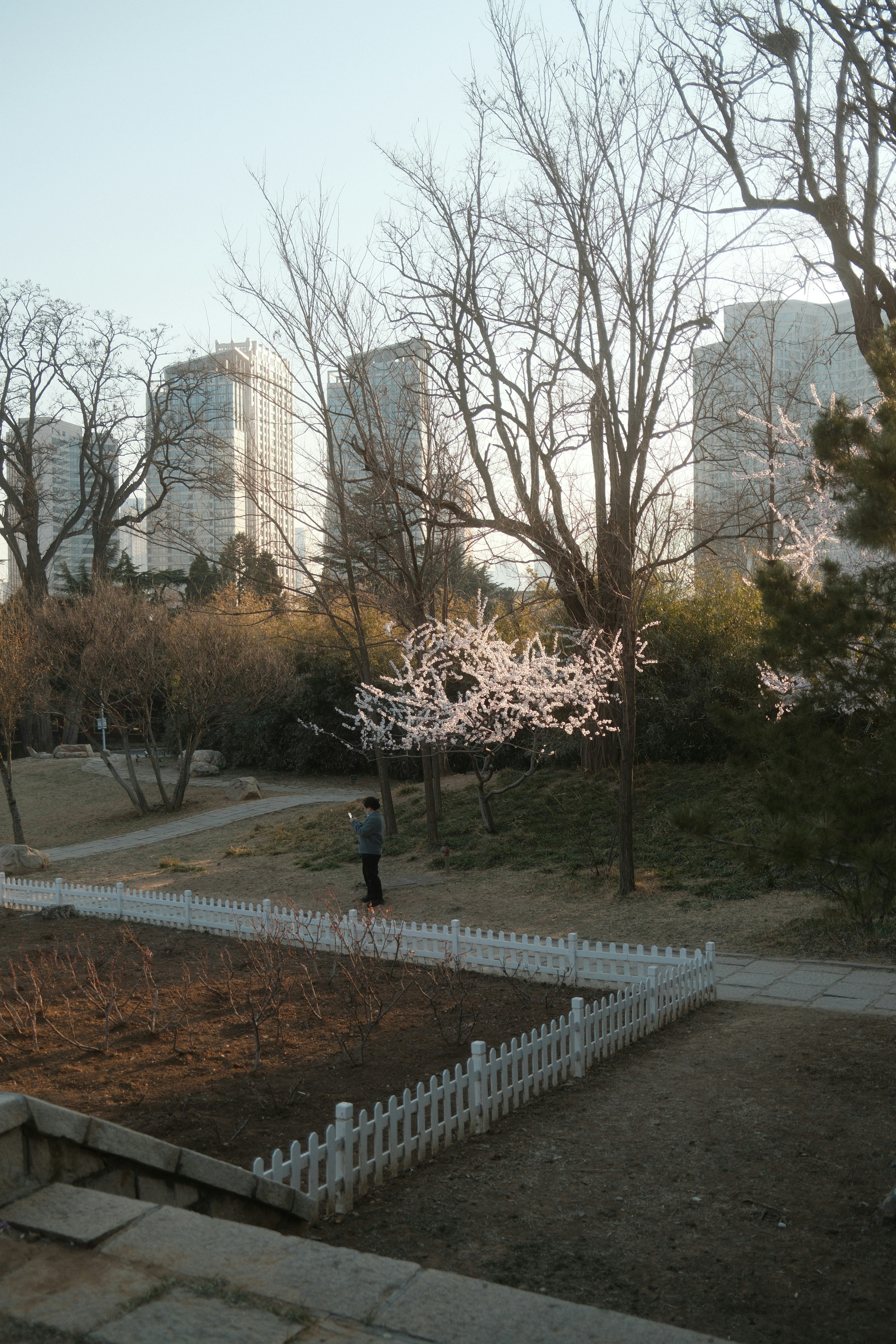 Blossoms Under Skyline: Quiet Moment in the Park