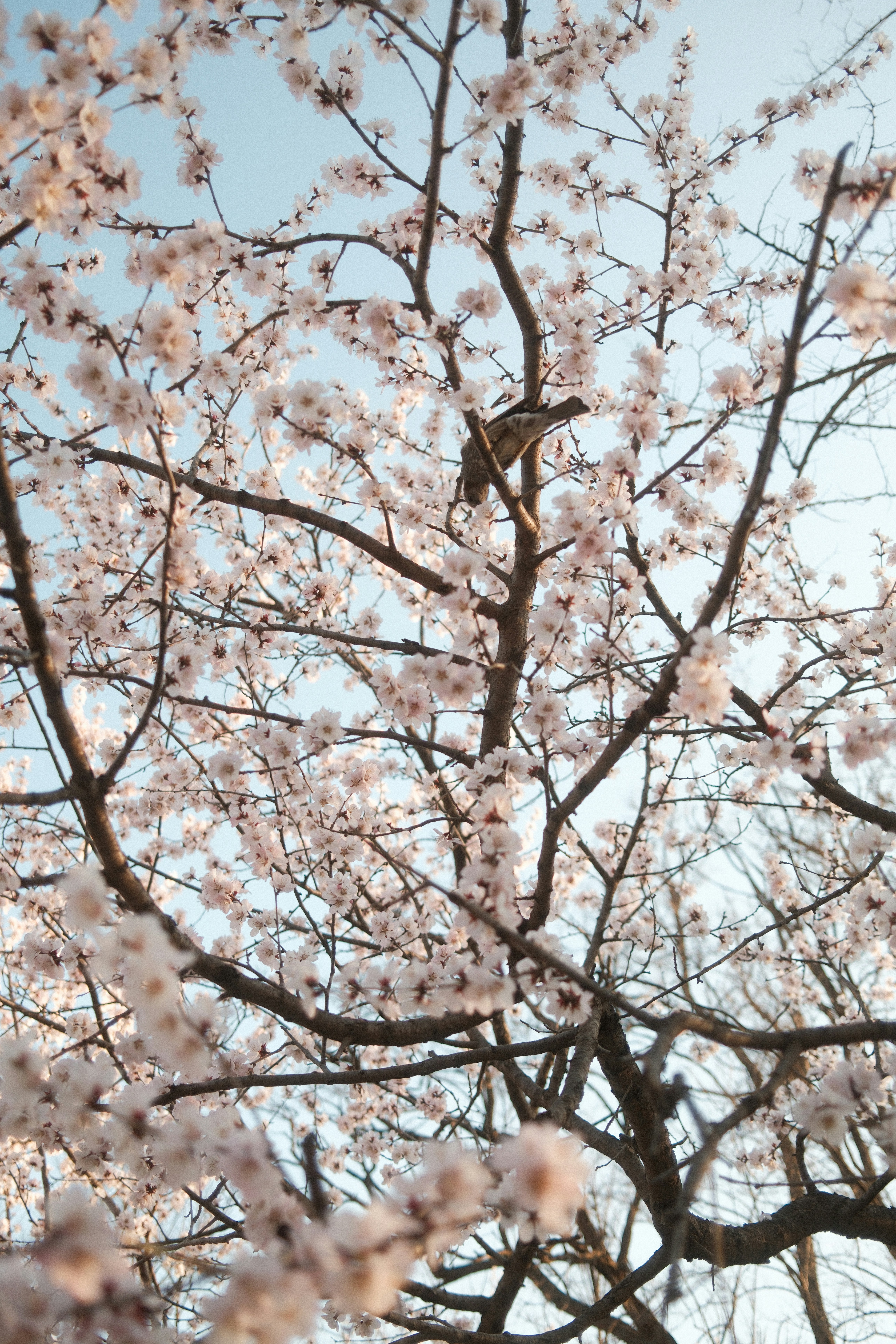 Blossoms in Soft Focus: A Winter-Bloom Among Bare Branches