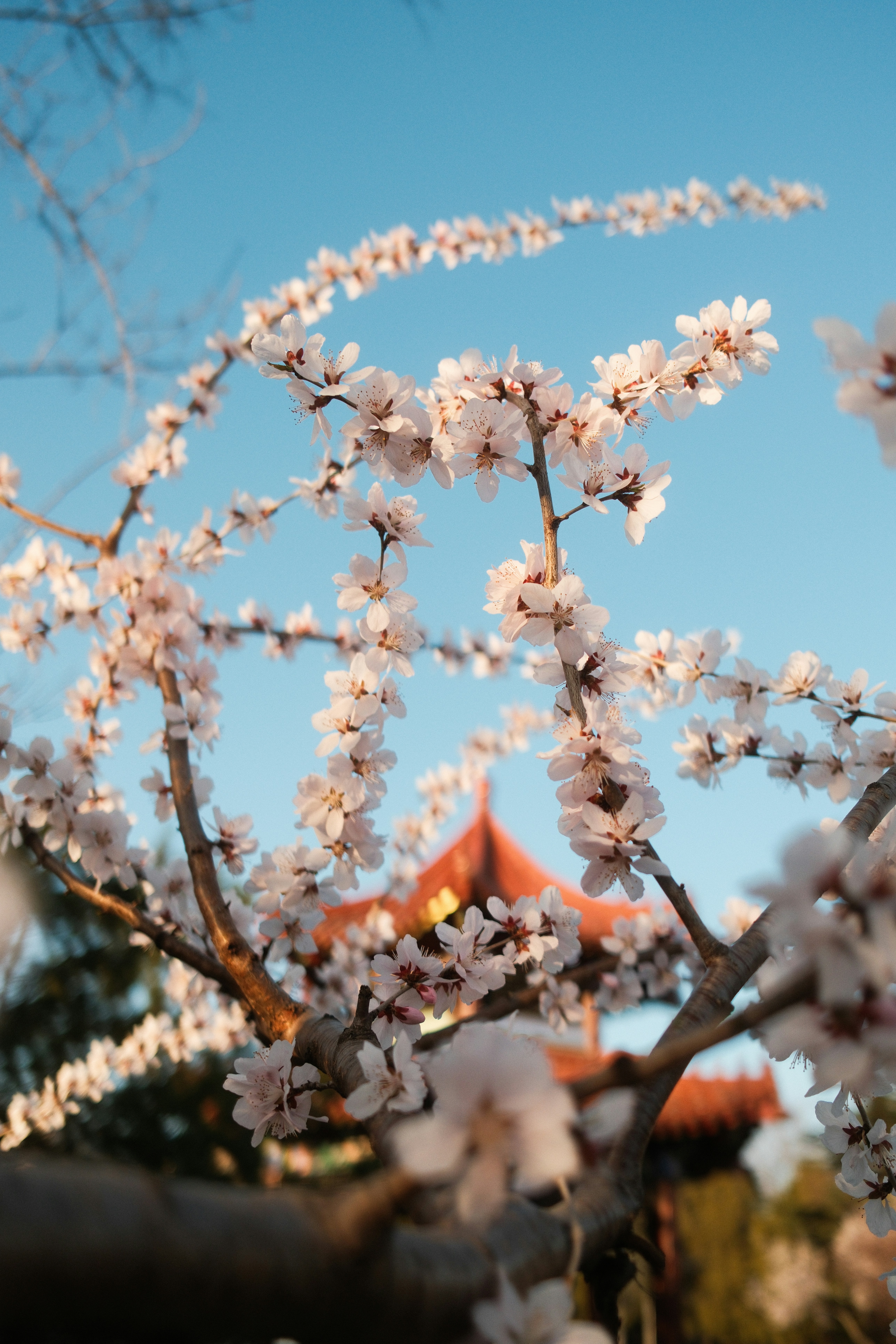 Blossoms in Bloom: Orchard Branches Framing a Quiet Pagoda