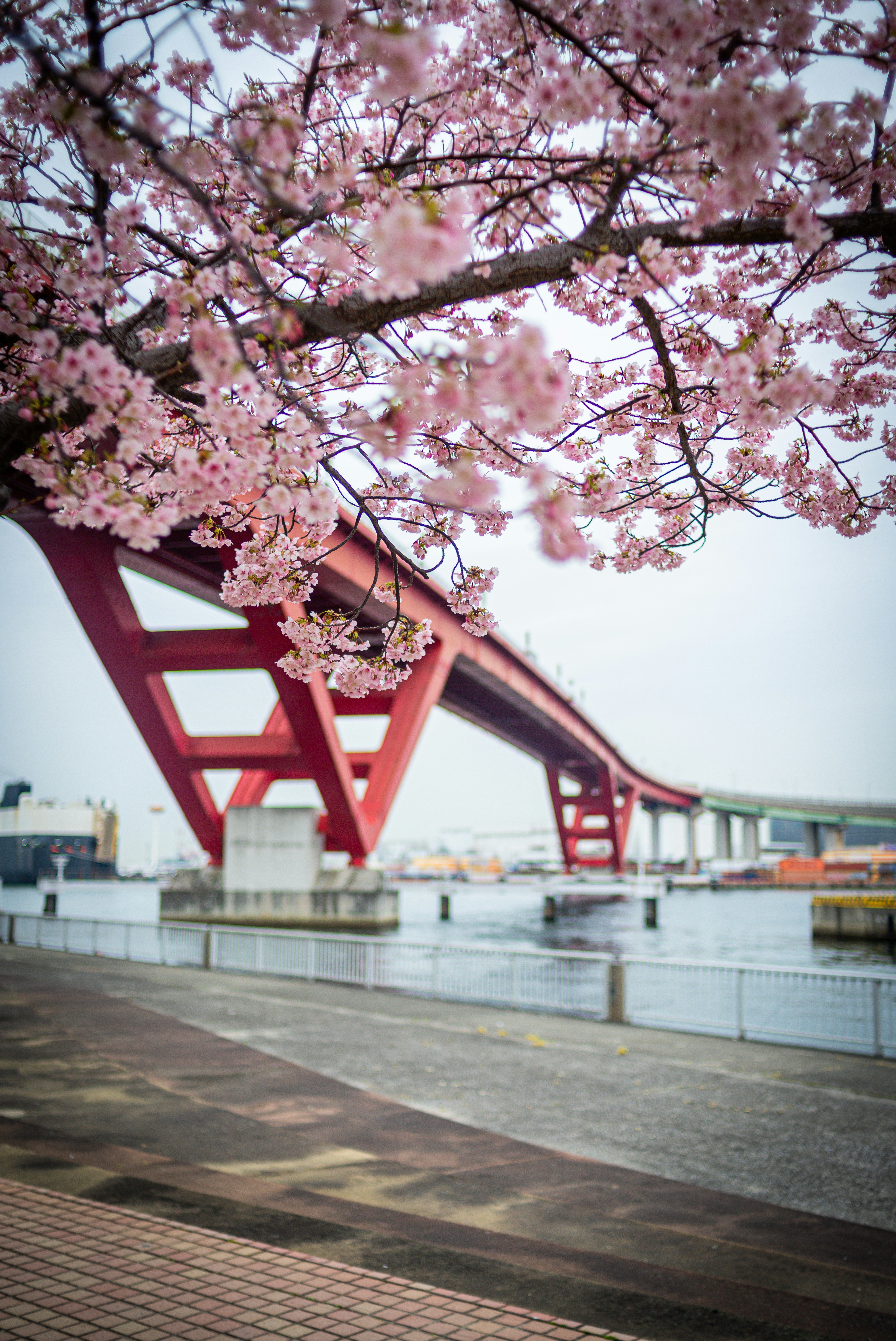 Cherry Blossoms Over a Red Bridge by the Water