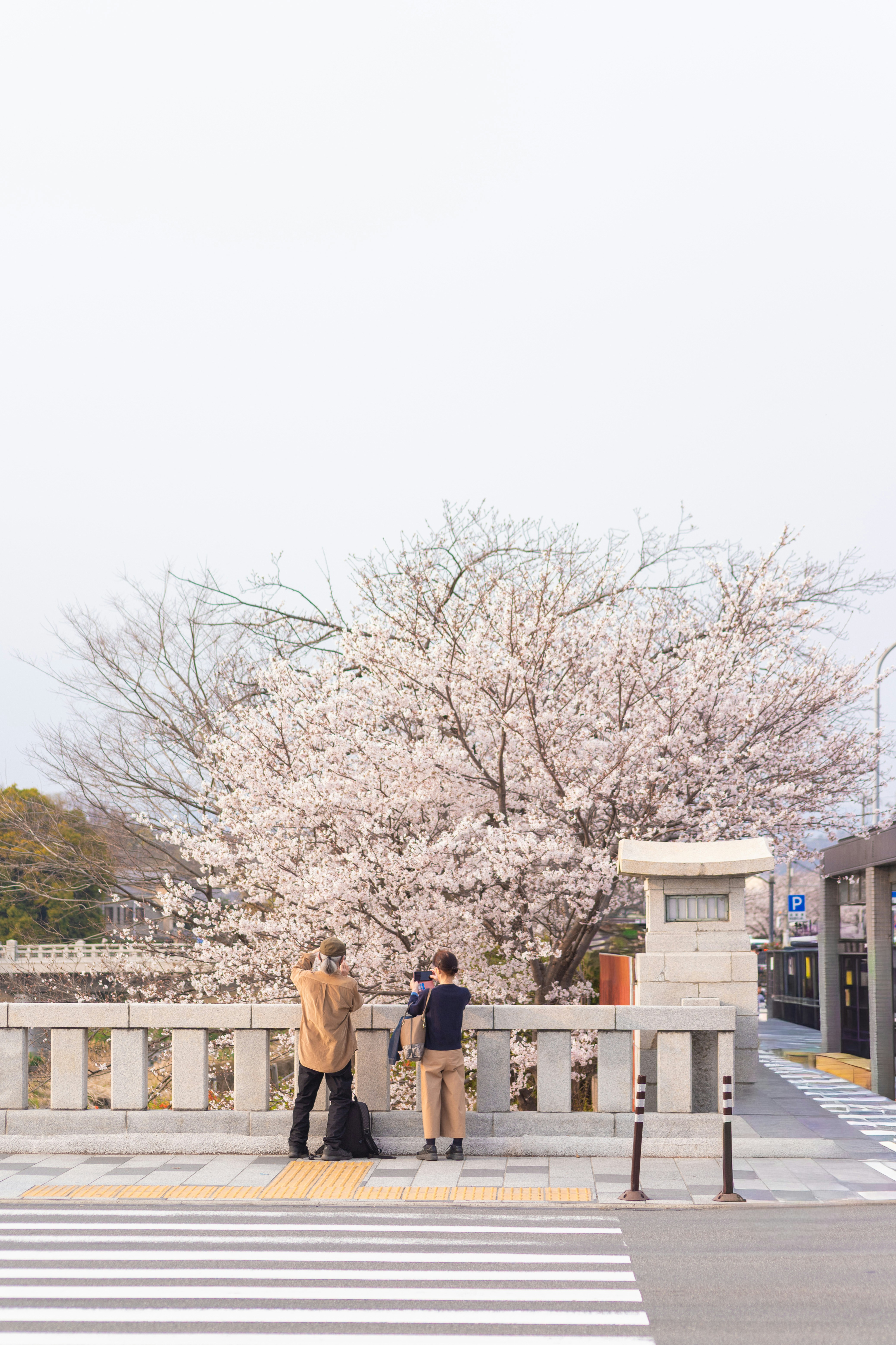 Cherry Blossom Moment by the Rail