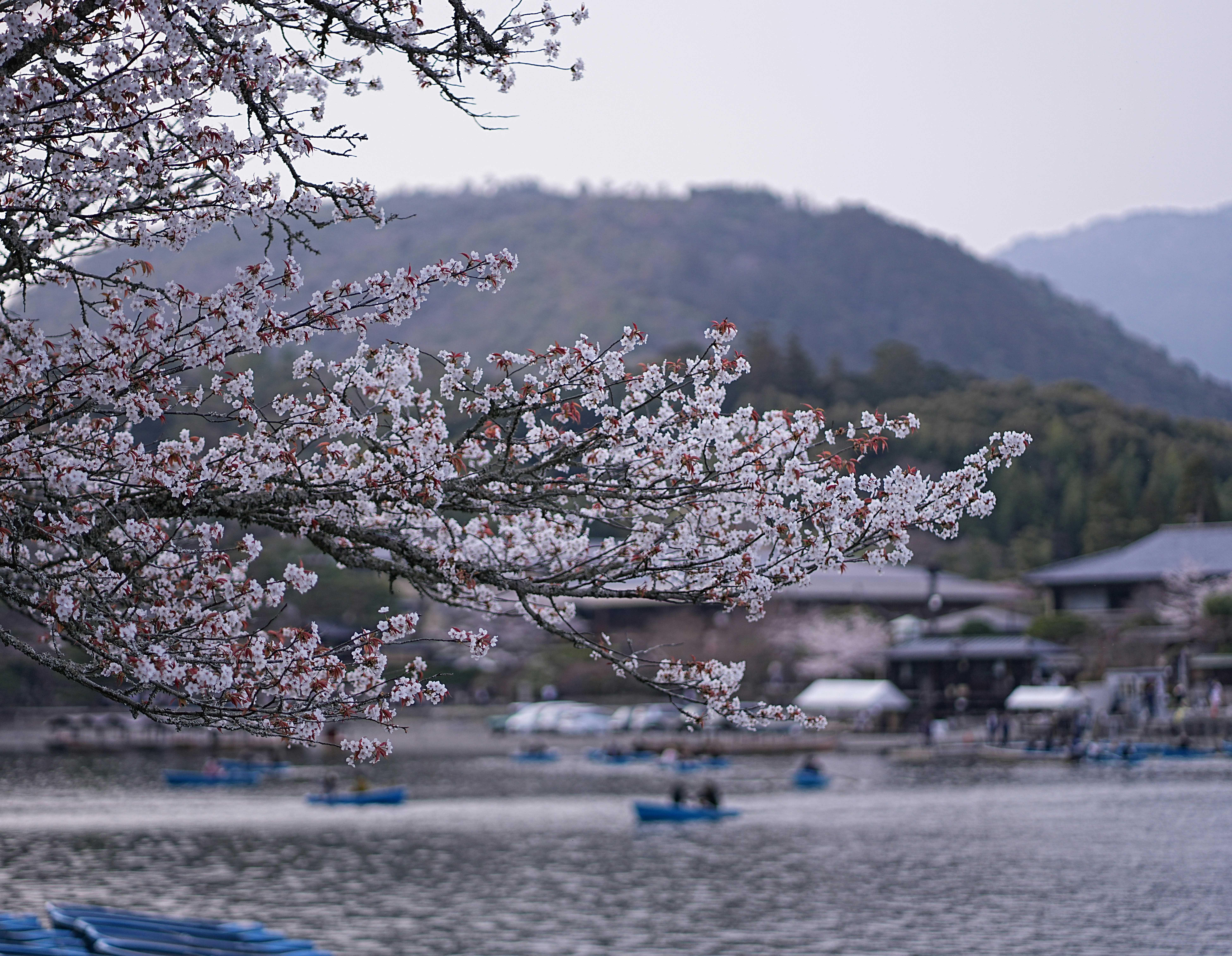 Blossoms Over a Tranquil Lake Village