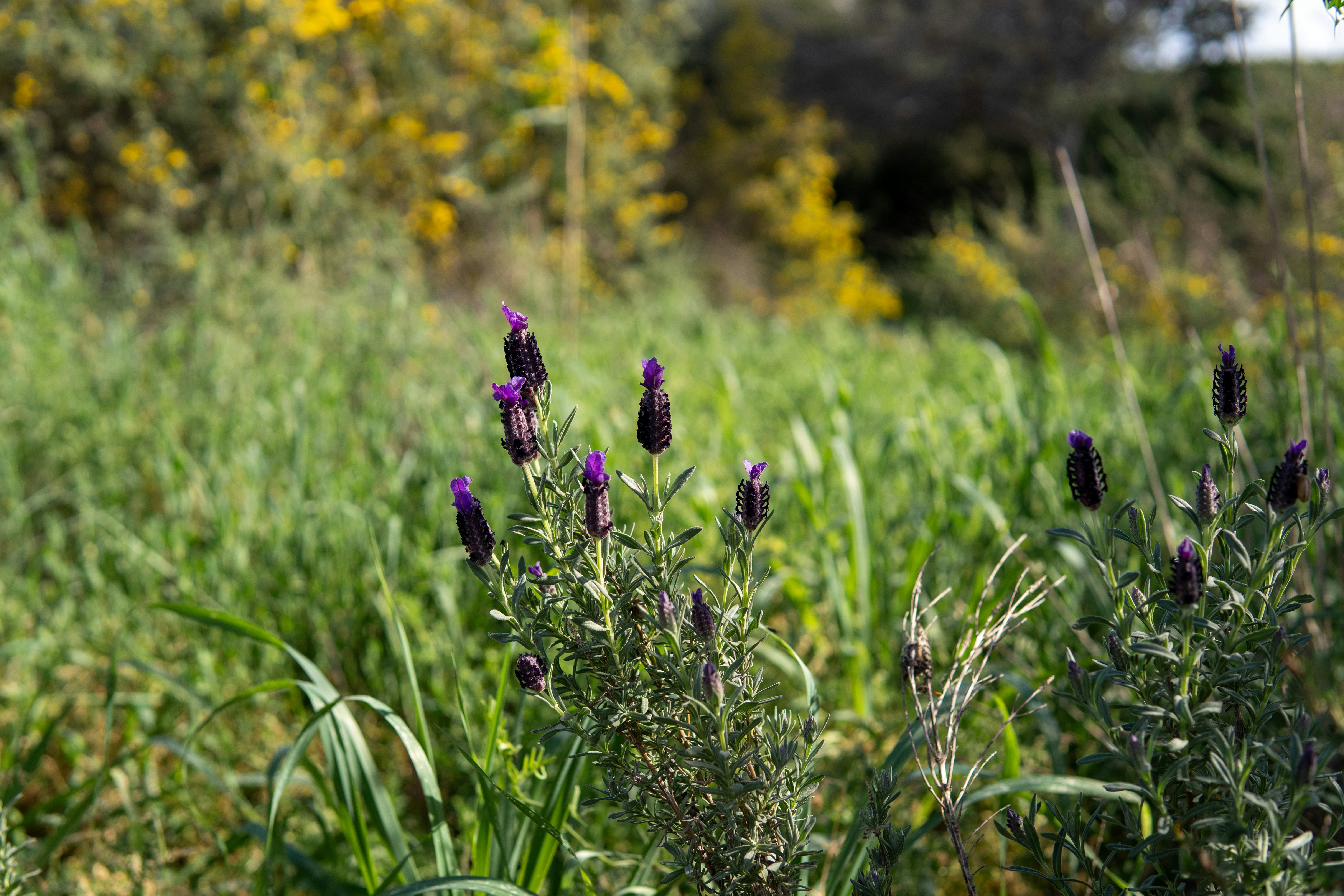 Lavender Spikes in a Sunlit Meadow