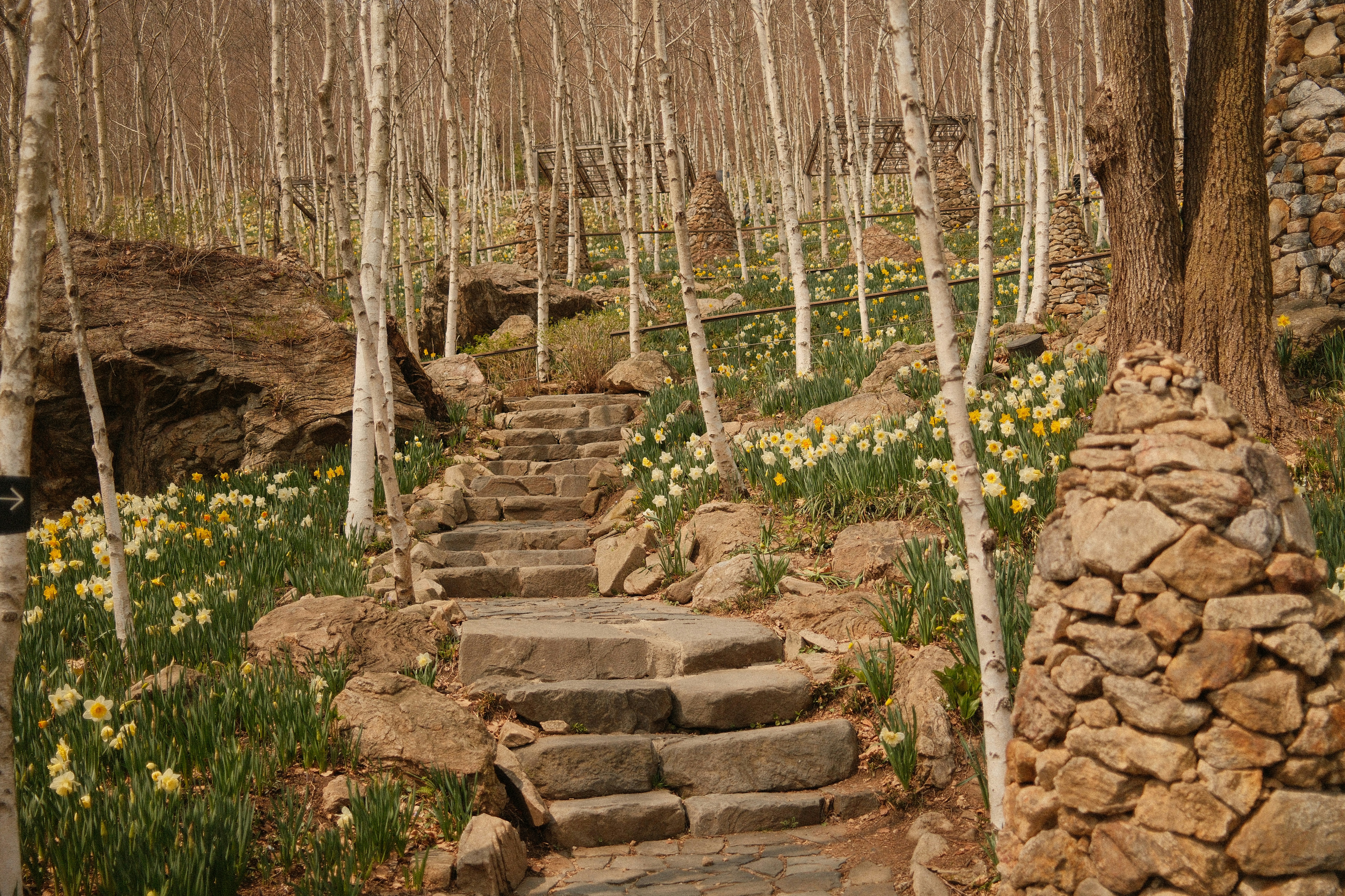 Stone Stairway Through a Spring Garden of Daffodils