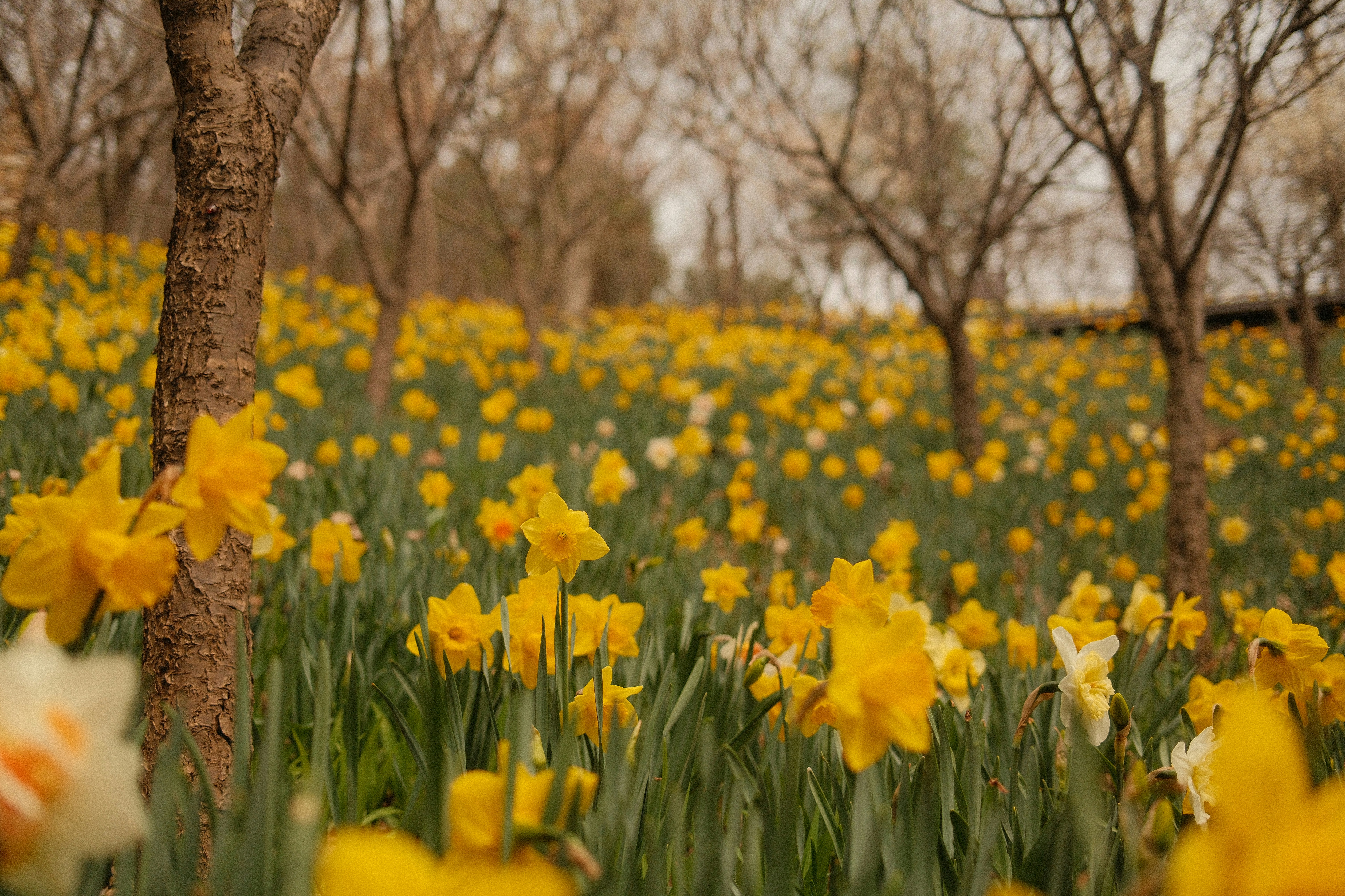 Golden Daffodils under a Distant canopy