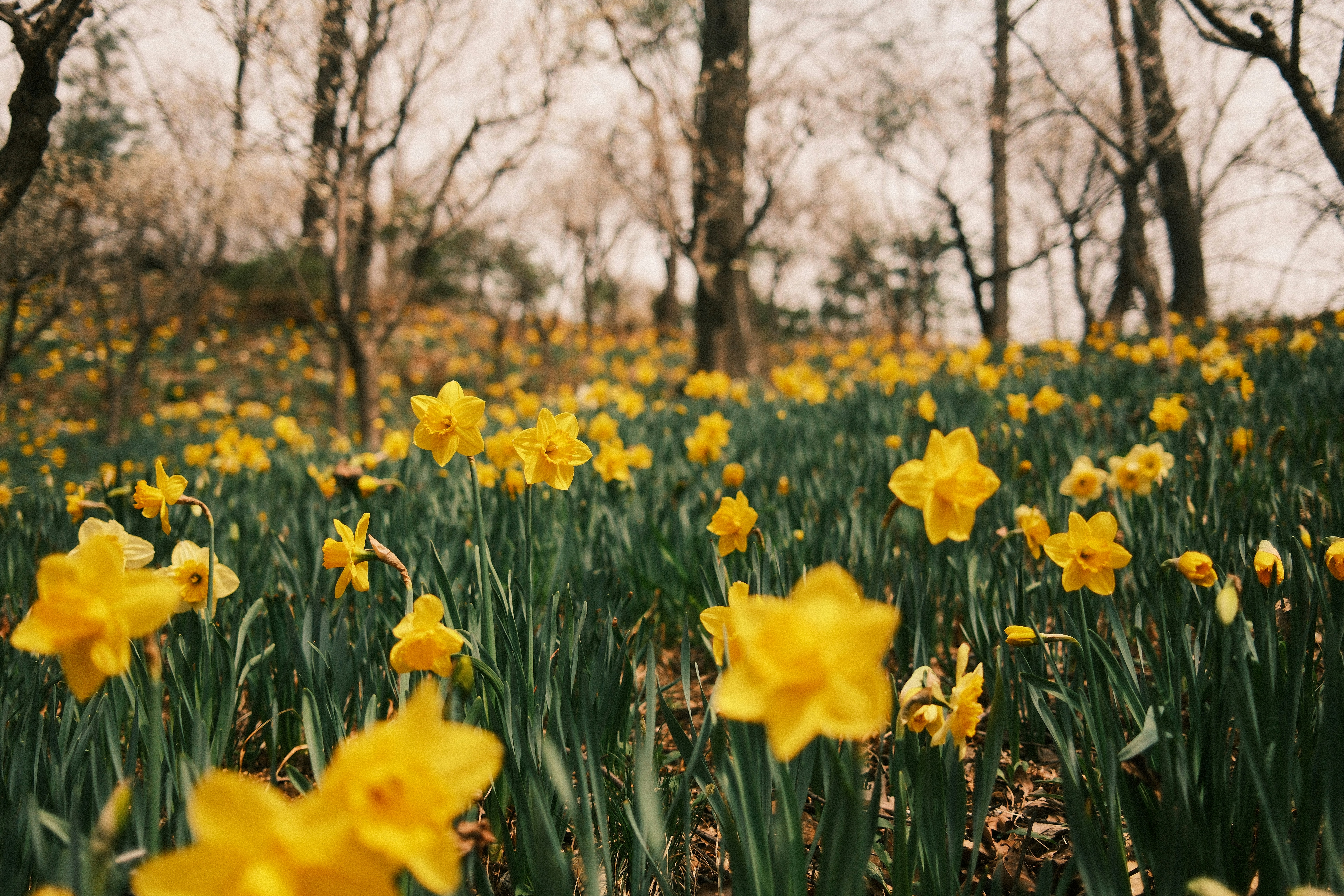 A field of yellow daffodils in bloom