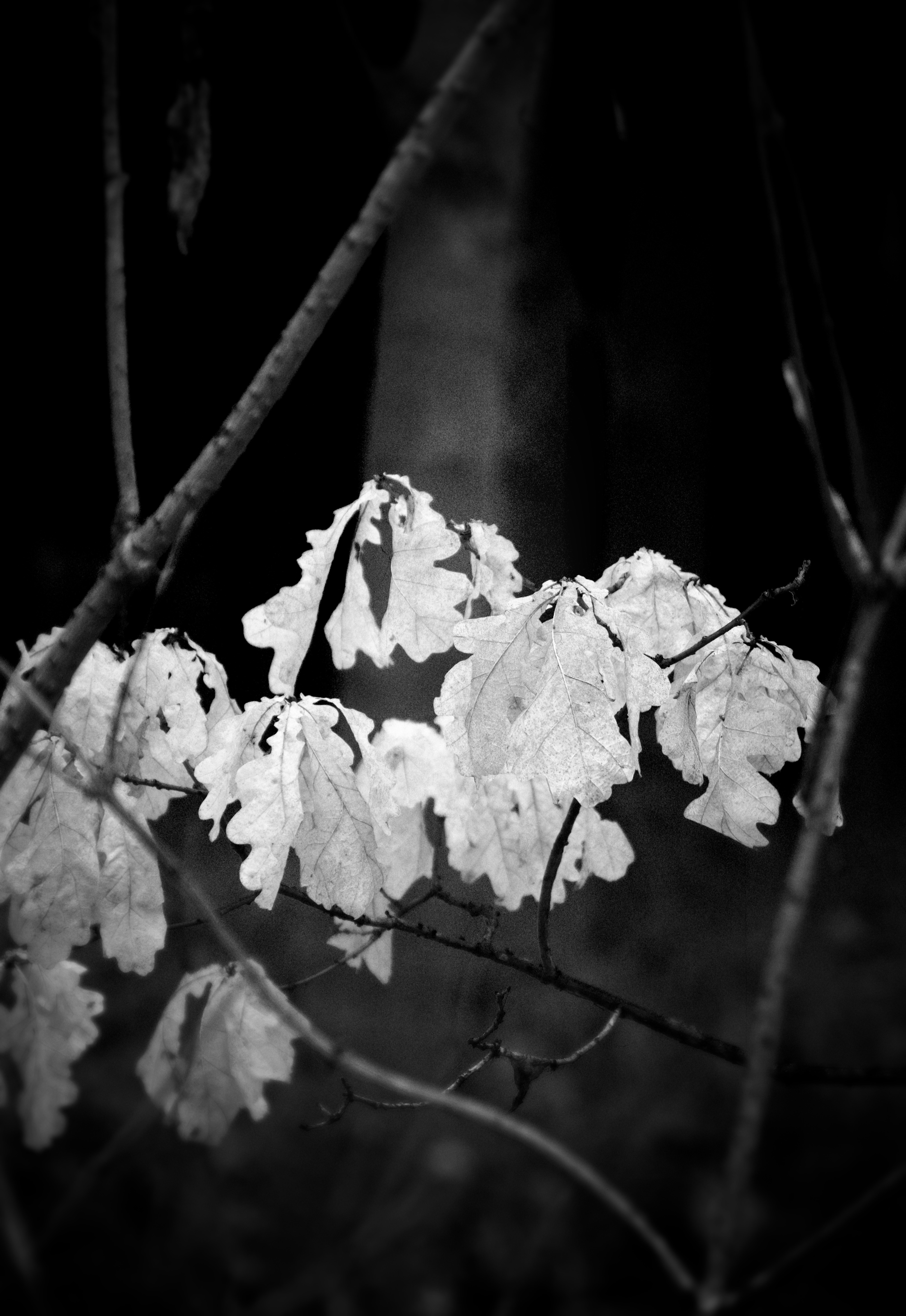 Leaf Portrait in Mono: A Quiet Forest Moment