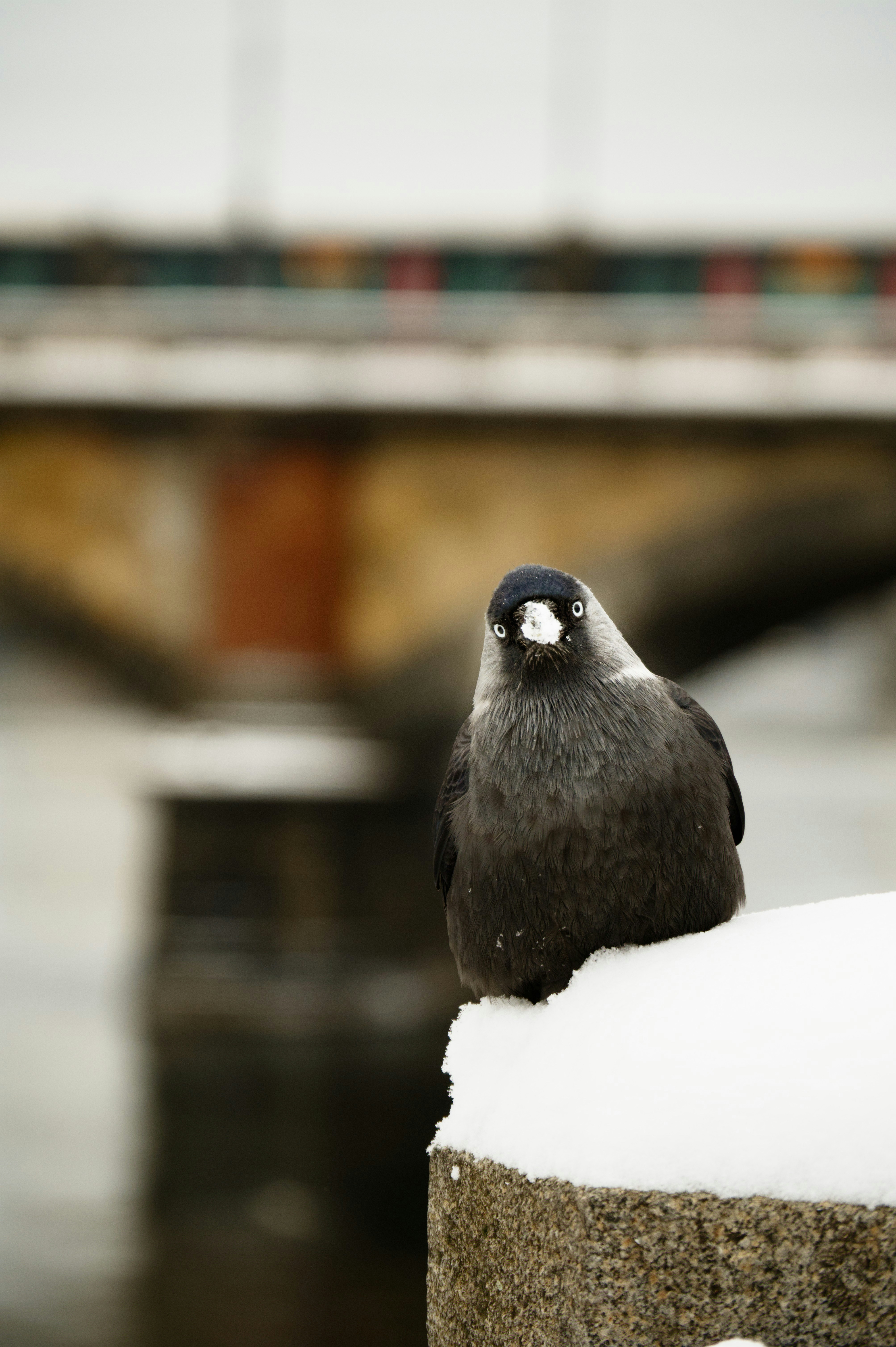 Snowbound Watch: A Crow-like Bird Perches with Quiet Intensity