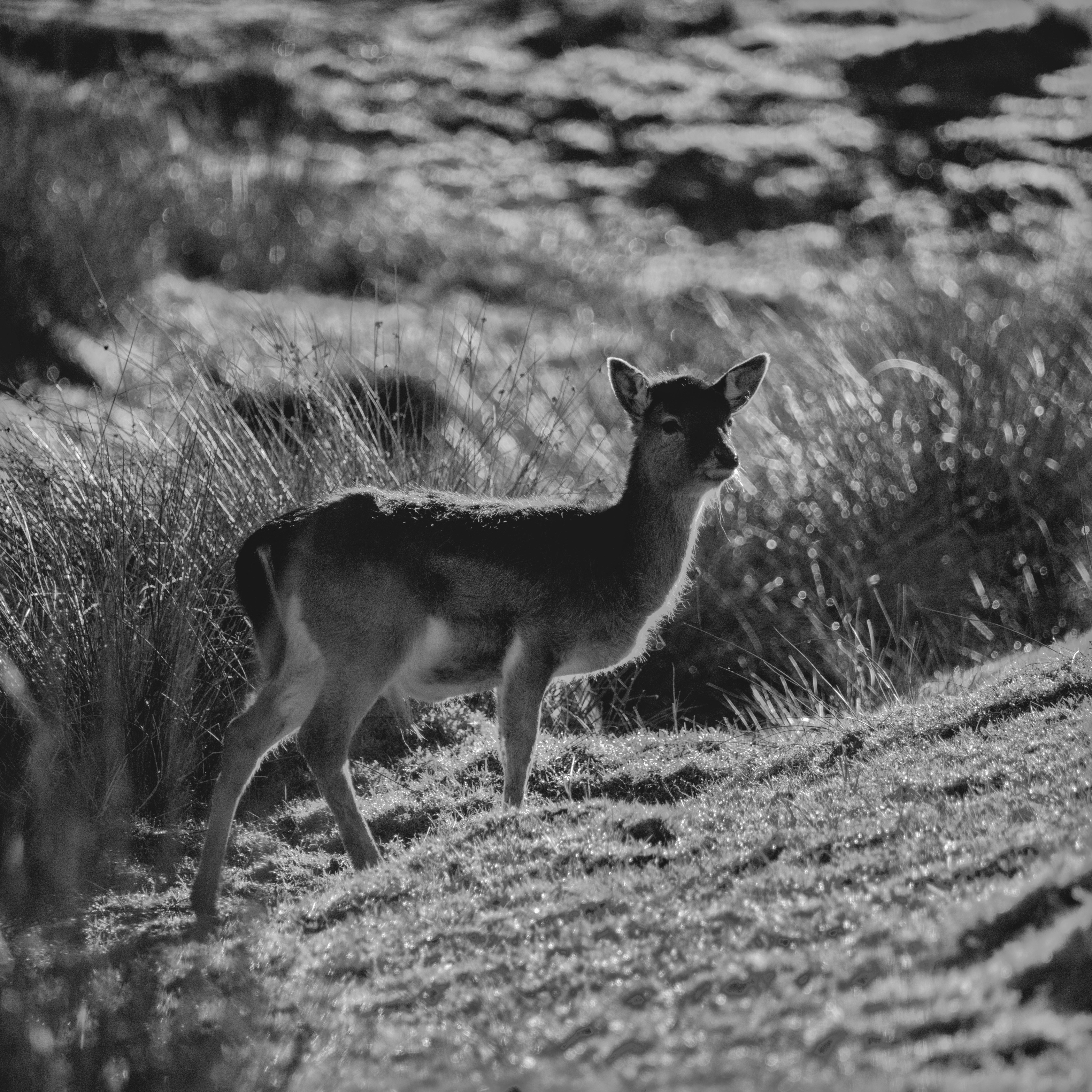 Quiet Stance: A lone deer on sunlit grass