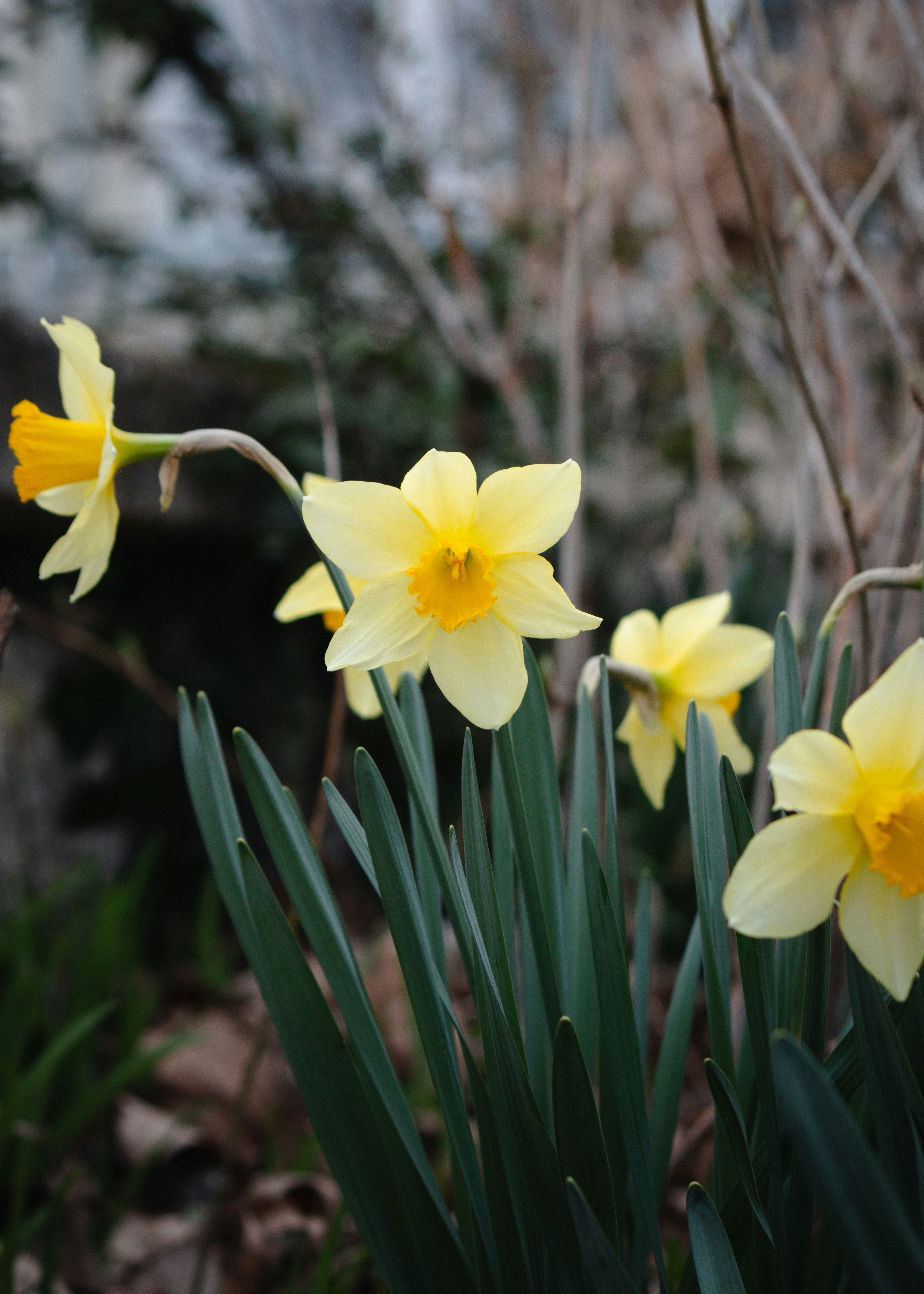 Yellow Narcissus Chorus in a Quiet Garden