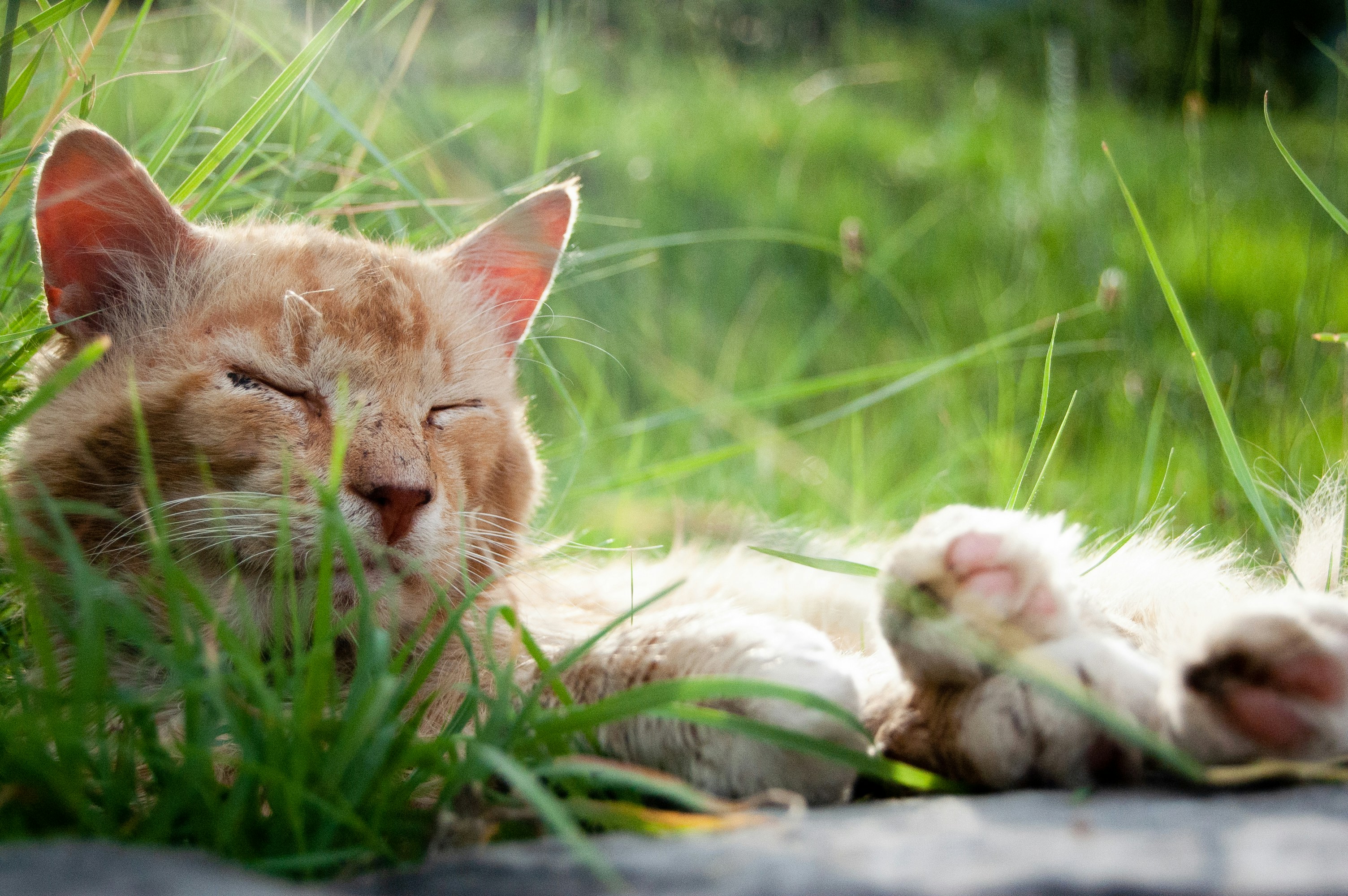 Sunlit Slumber: A Ginger Cat Reposes in Spring Grass