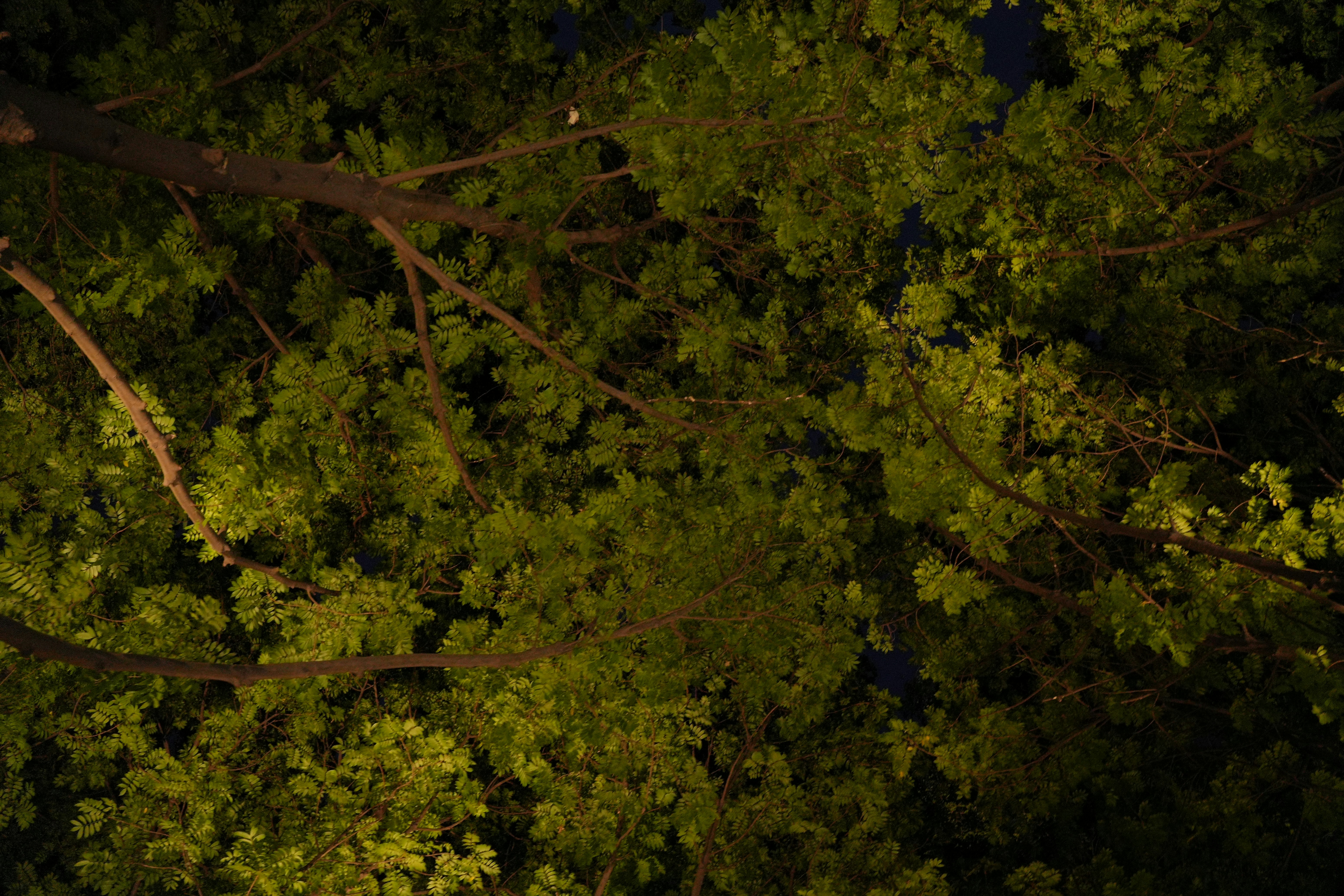 Canopy at Dusk: A Tangle of Branches and Leaves