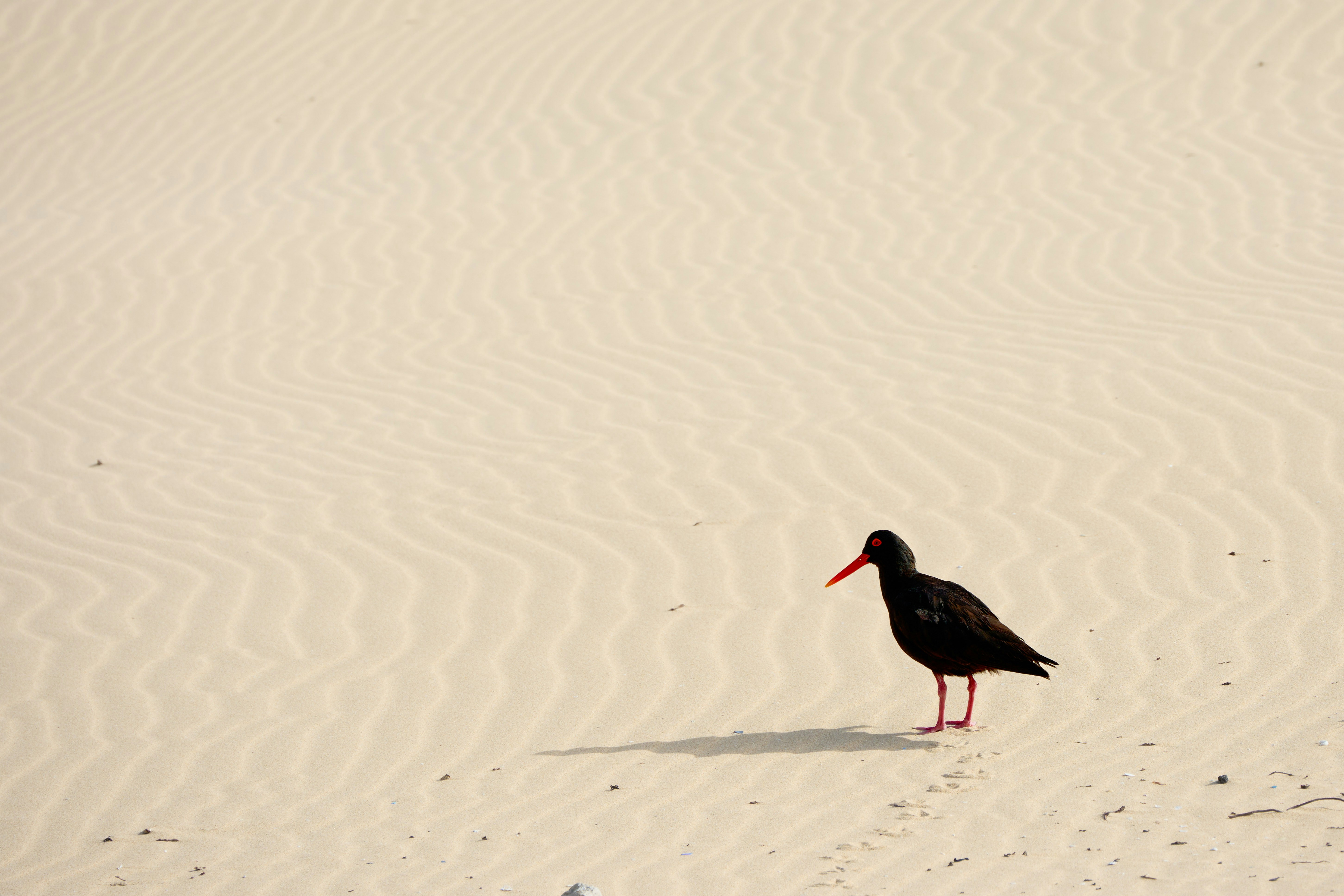 Red-billed Moorhen in a Dune Quiet