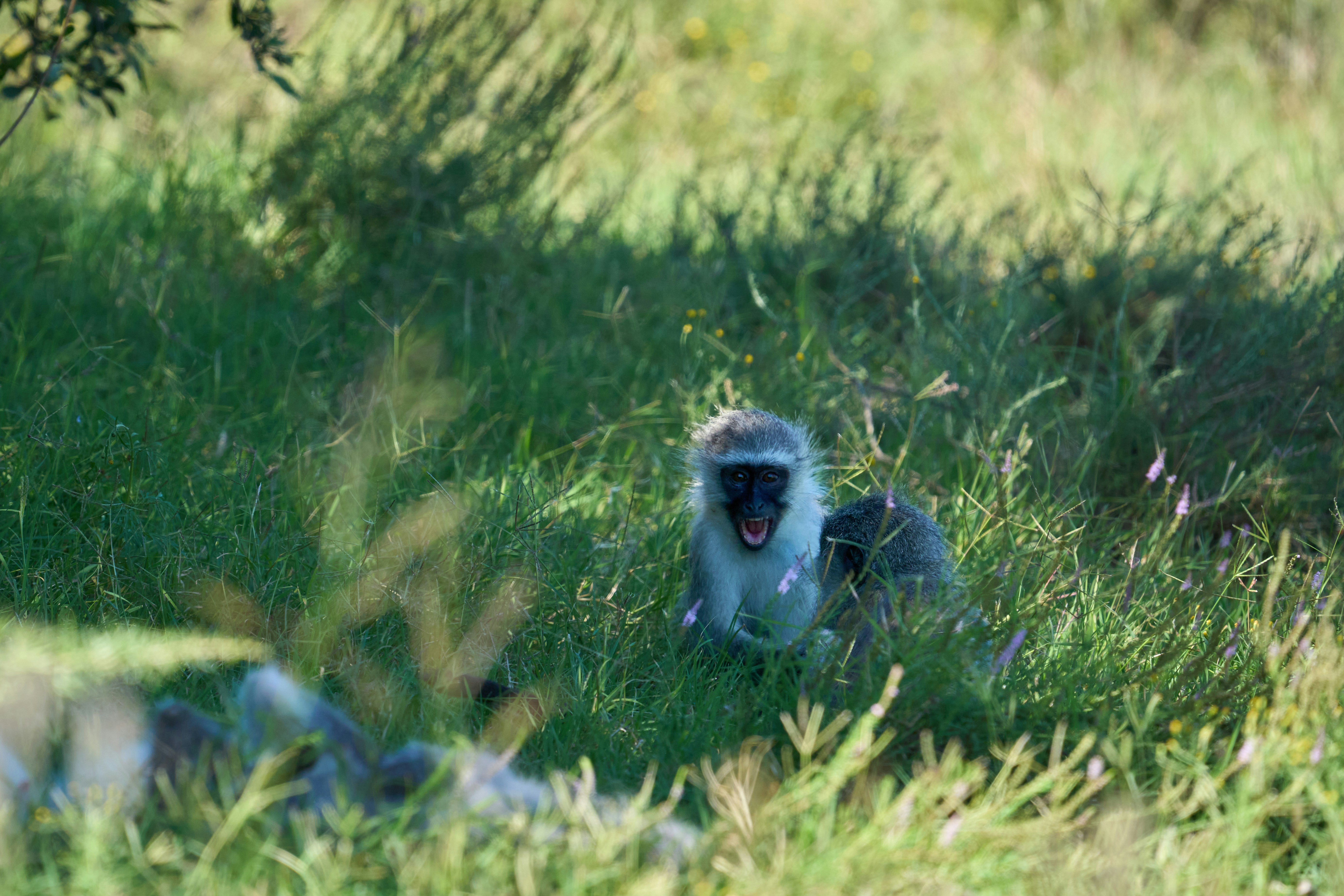 Juvenile Vervet in Sunlit Grass