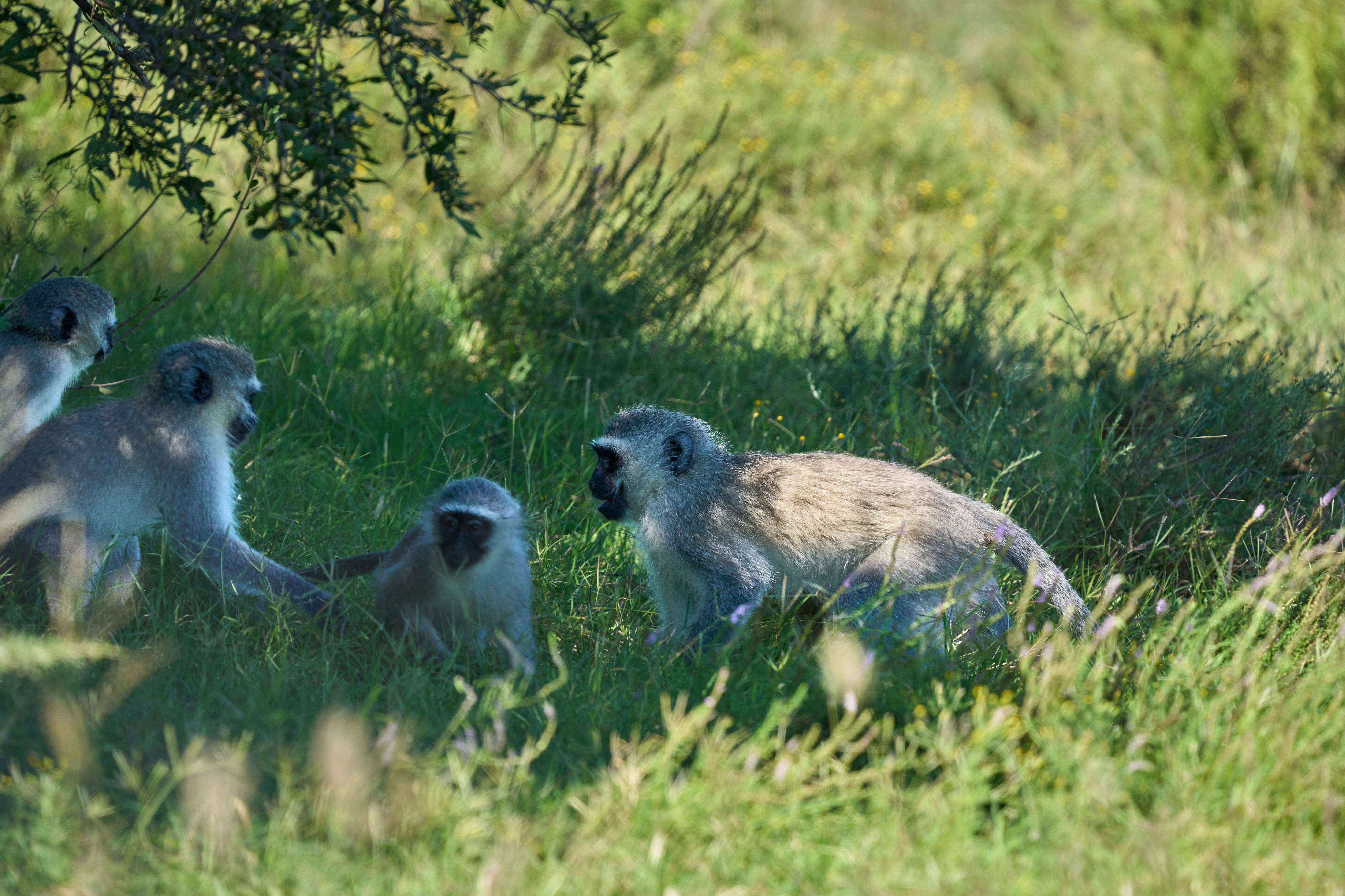 Curious Chatter in the Grass: A Small Troop Beneath Dappled Shade
