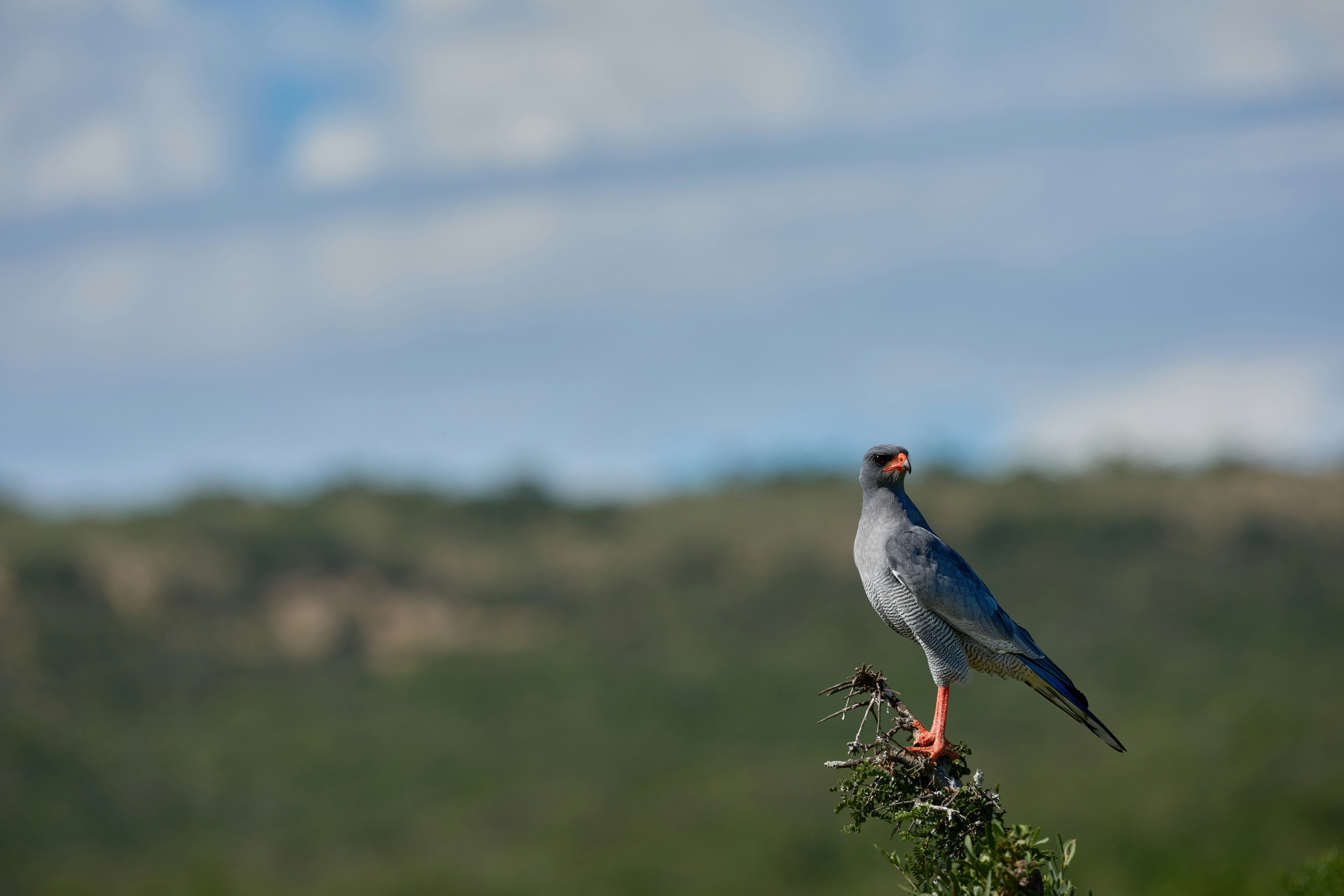 Perched Sentinel: A lone bird on a twig against a quiet horizon