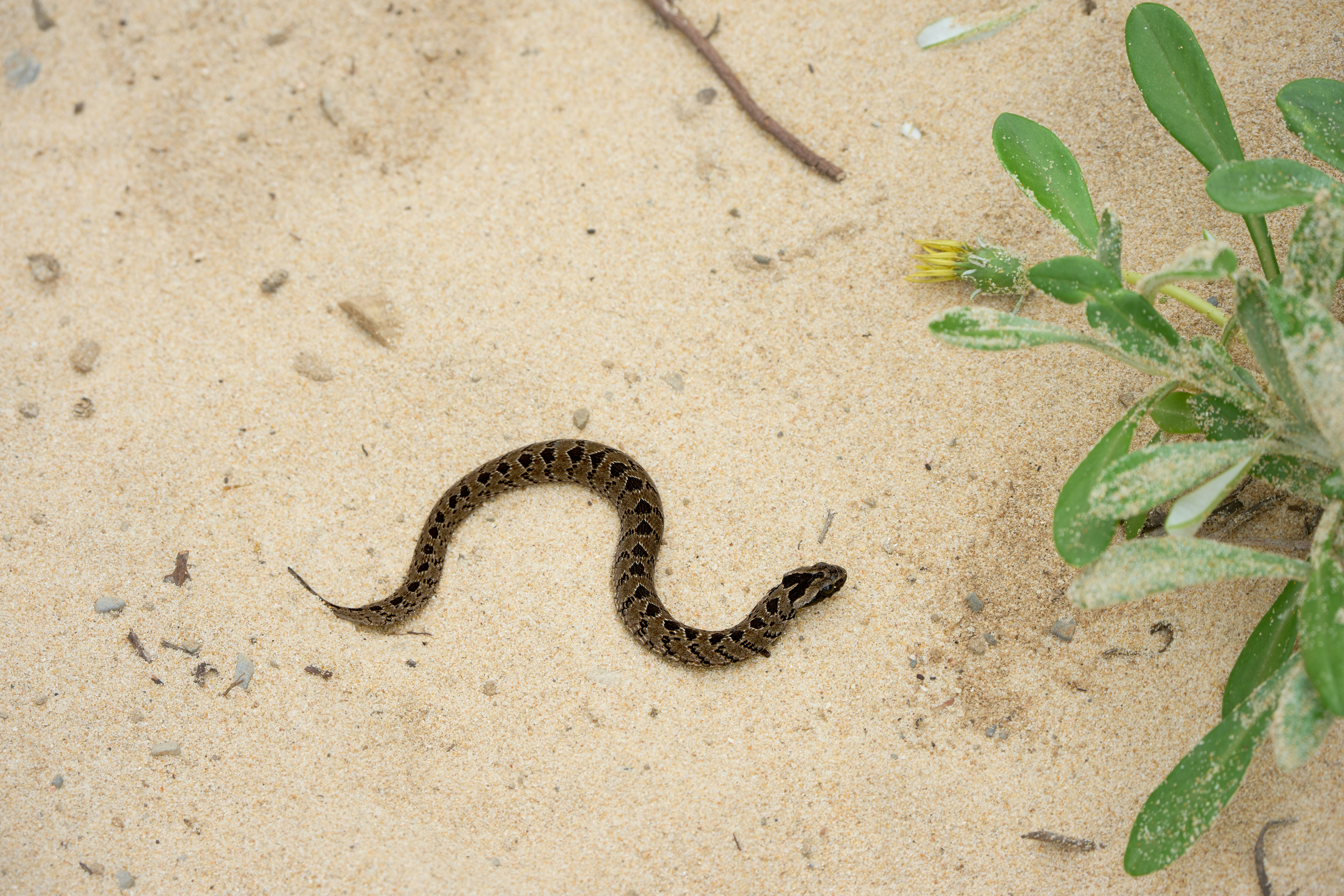 Desert-Candied Serpent: A Sand-Speckled Coil on the Edge of Green